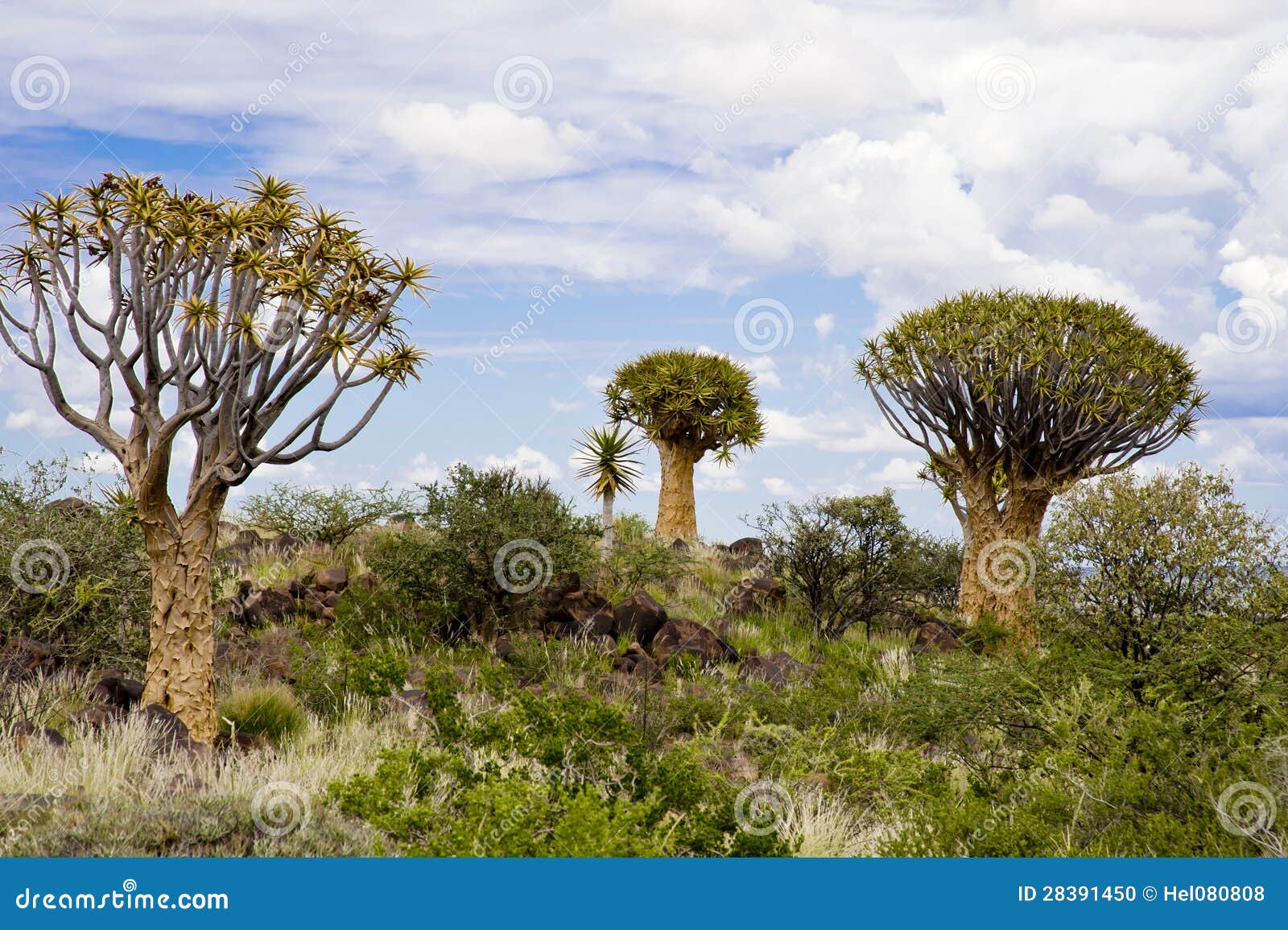 Quiver trees in Namibia stock photo. Image of trees, africa - 28391450