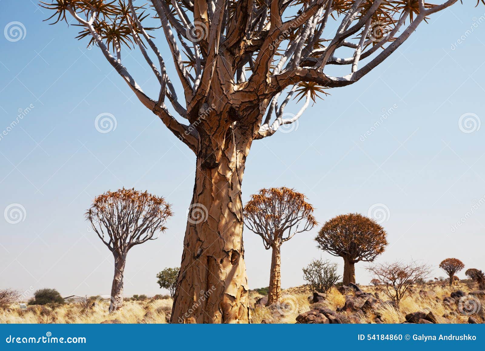Quiwer tree stock photo. Image of unspoiled, wilderness - 54184860