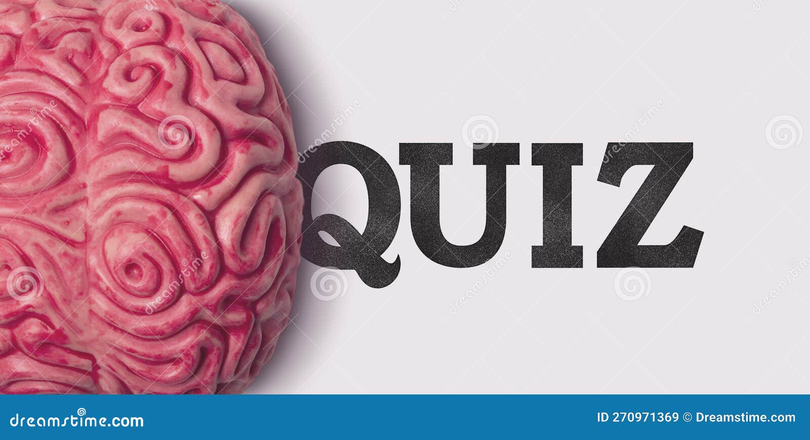 Quiz Word Next To a Human Brain Model Stock Image - Image of creative ...