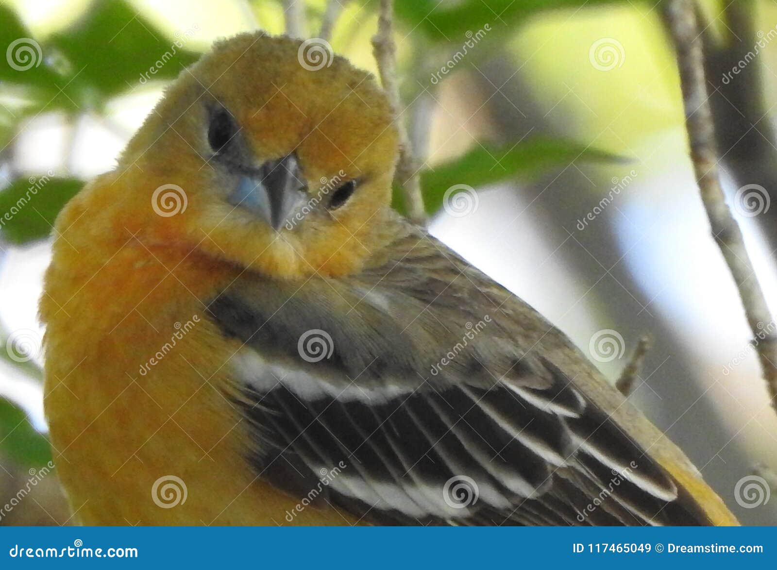 Quizzical Bird stock image. Image of sitting, turned - 117465049