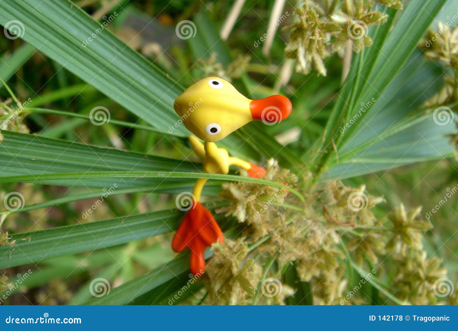 Quizzical Duck Picture. Image: 142178