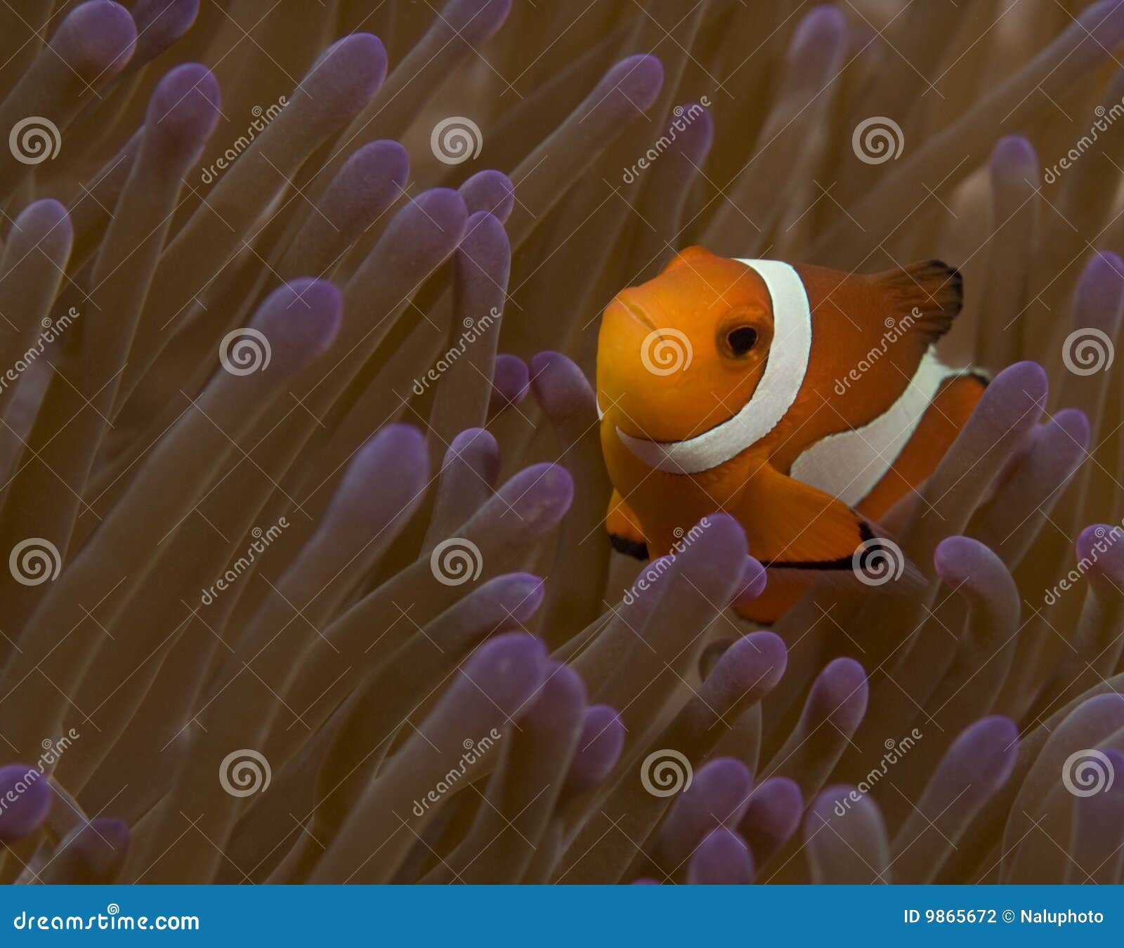 Quizzical False Clown Fish stock photo. Image of anemonefish - 9865672