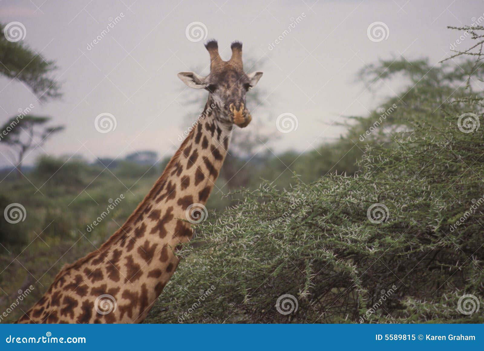 Quizzical Giraffe stock image. Image of conservation, neck - 5589815