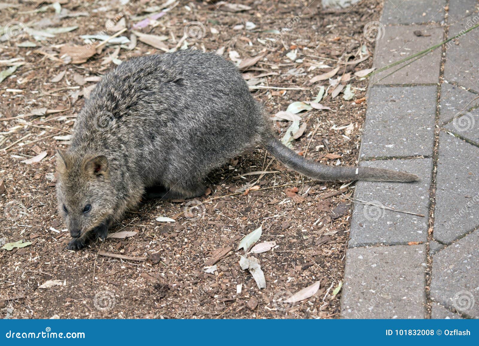 Quokka стоковое фото. изображение насчитывающей кабель - 101832008