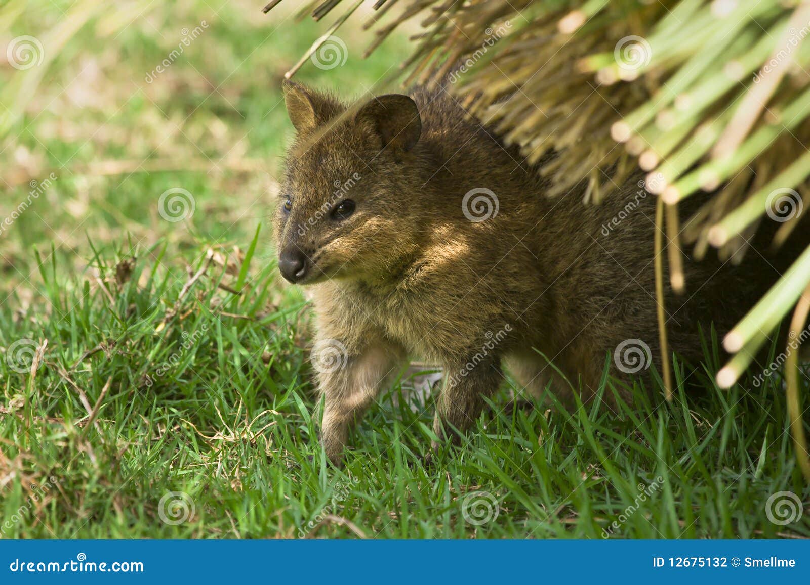 Quokka Setonix Brachyurus Sleeping Family Stock Photo | CartoonDealer ...