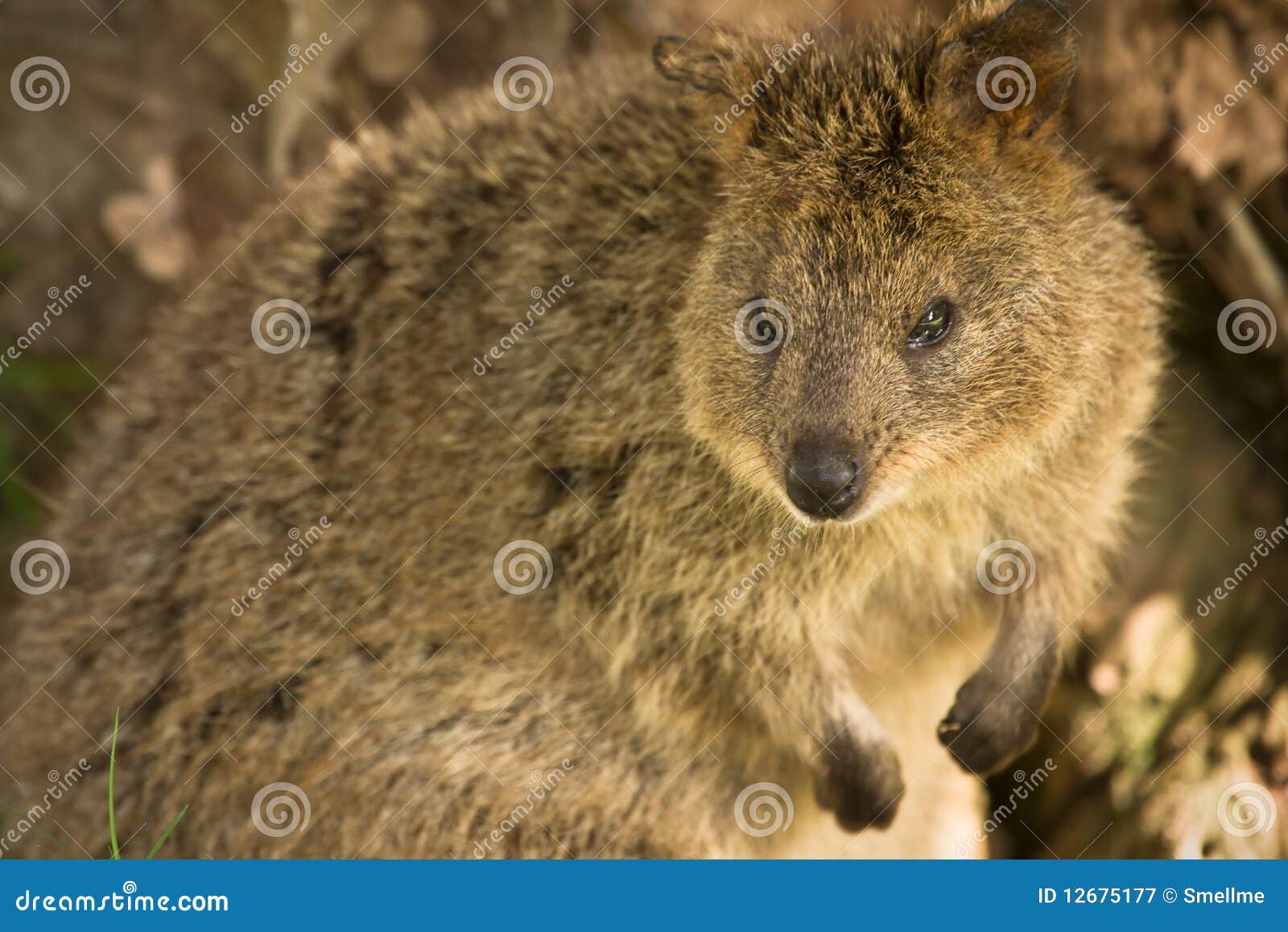 Quokka stock image. Image of pouch, native, marsupial - 12675177