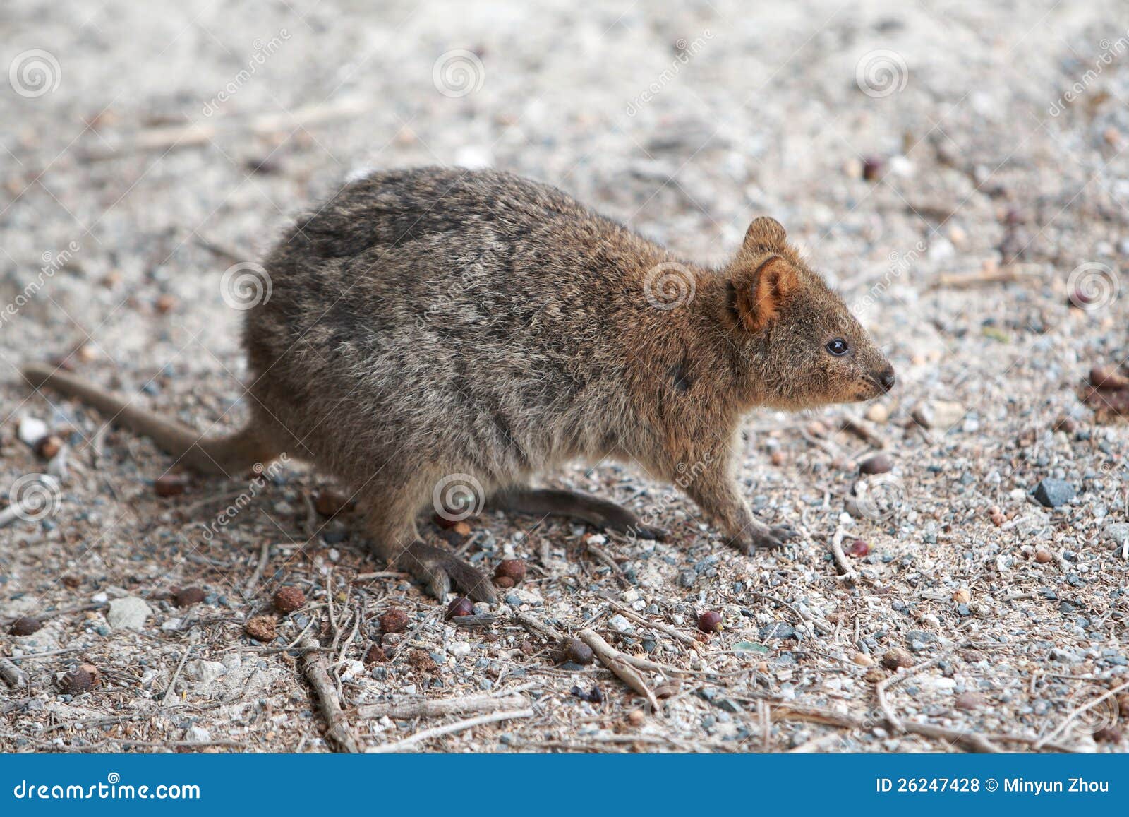 Quokka stock photo. Image of project, eyes, look, cuddly - 26247428