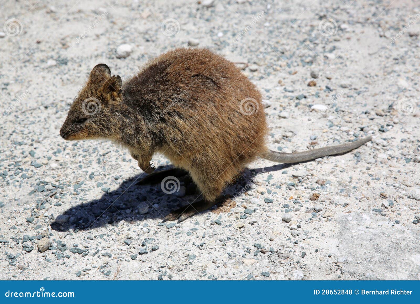 Quokka stock photo. Image of setonix, eyes, rodent, small - 28652848