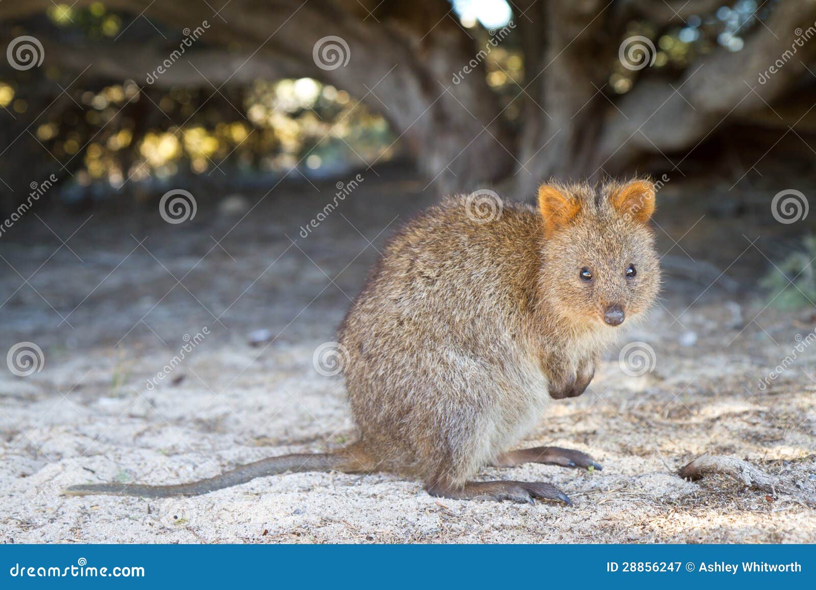 Quokka Setonix Brachyurus Sleeping Family Stock Photo | CartoonDealer ...