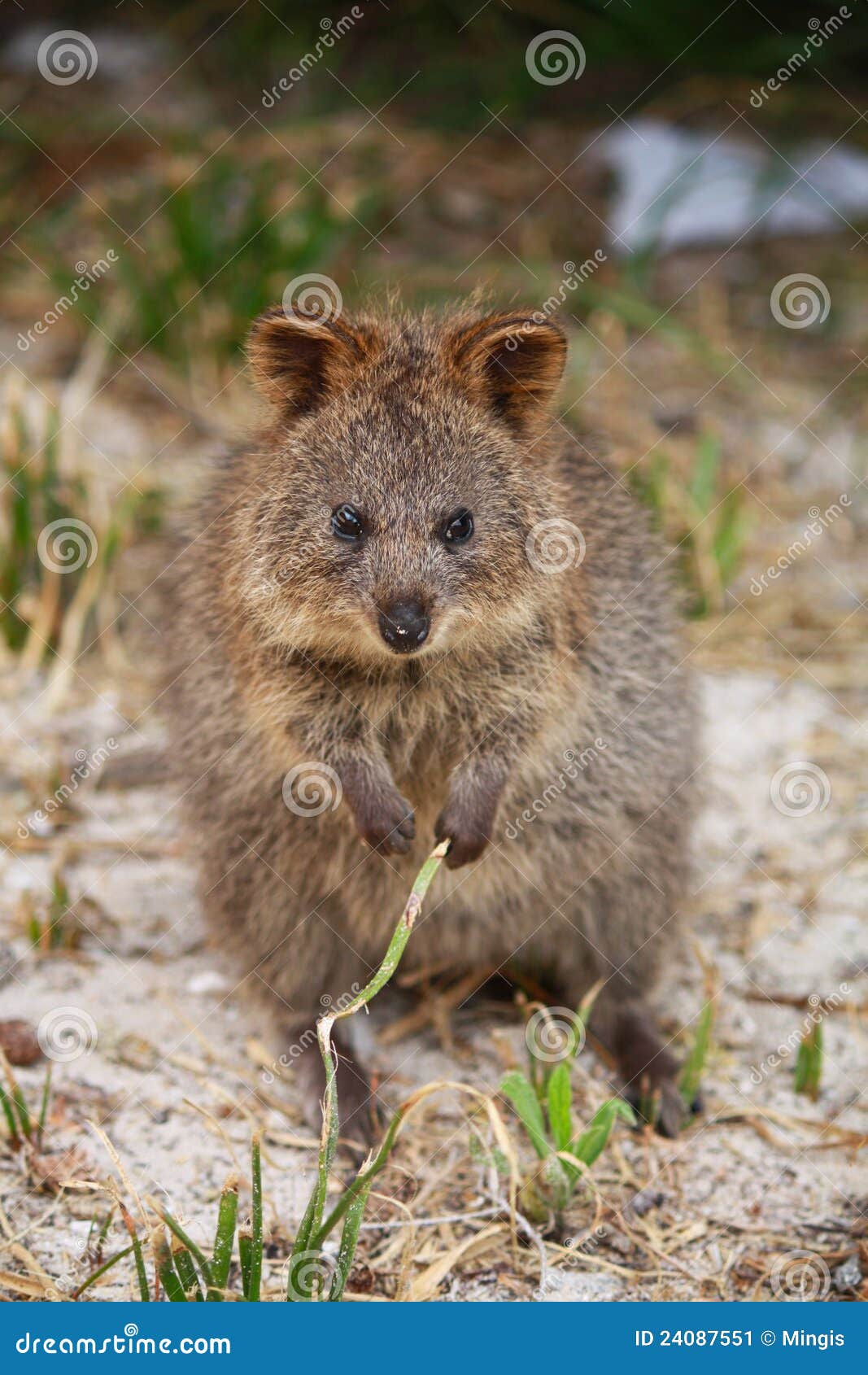 Marsupial