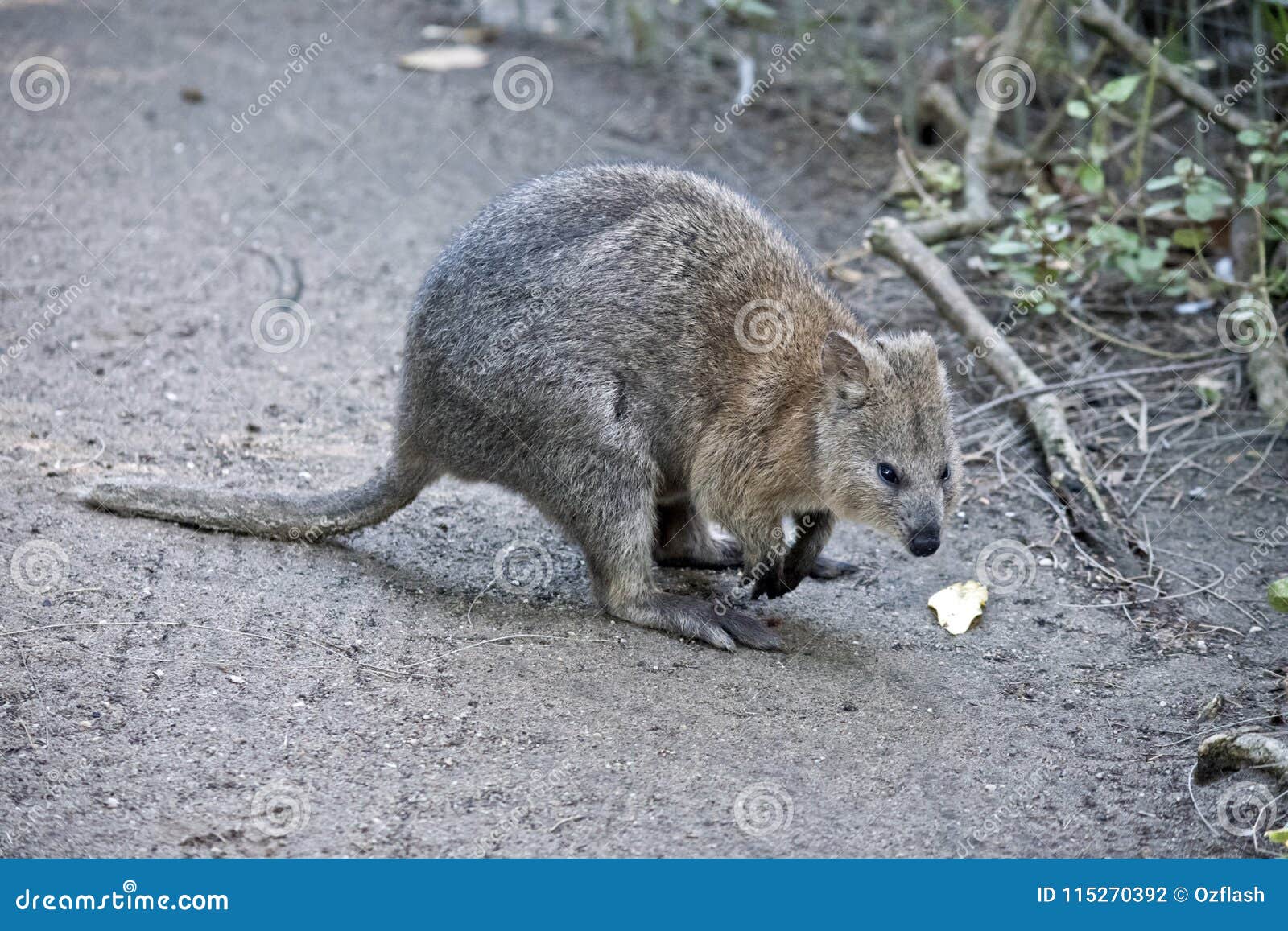 Quokka con la cola larga foto de archivo. Imagen de morado - 115270392