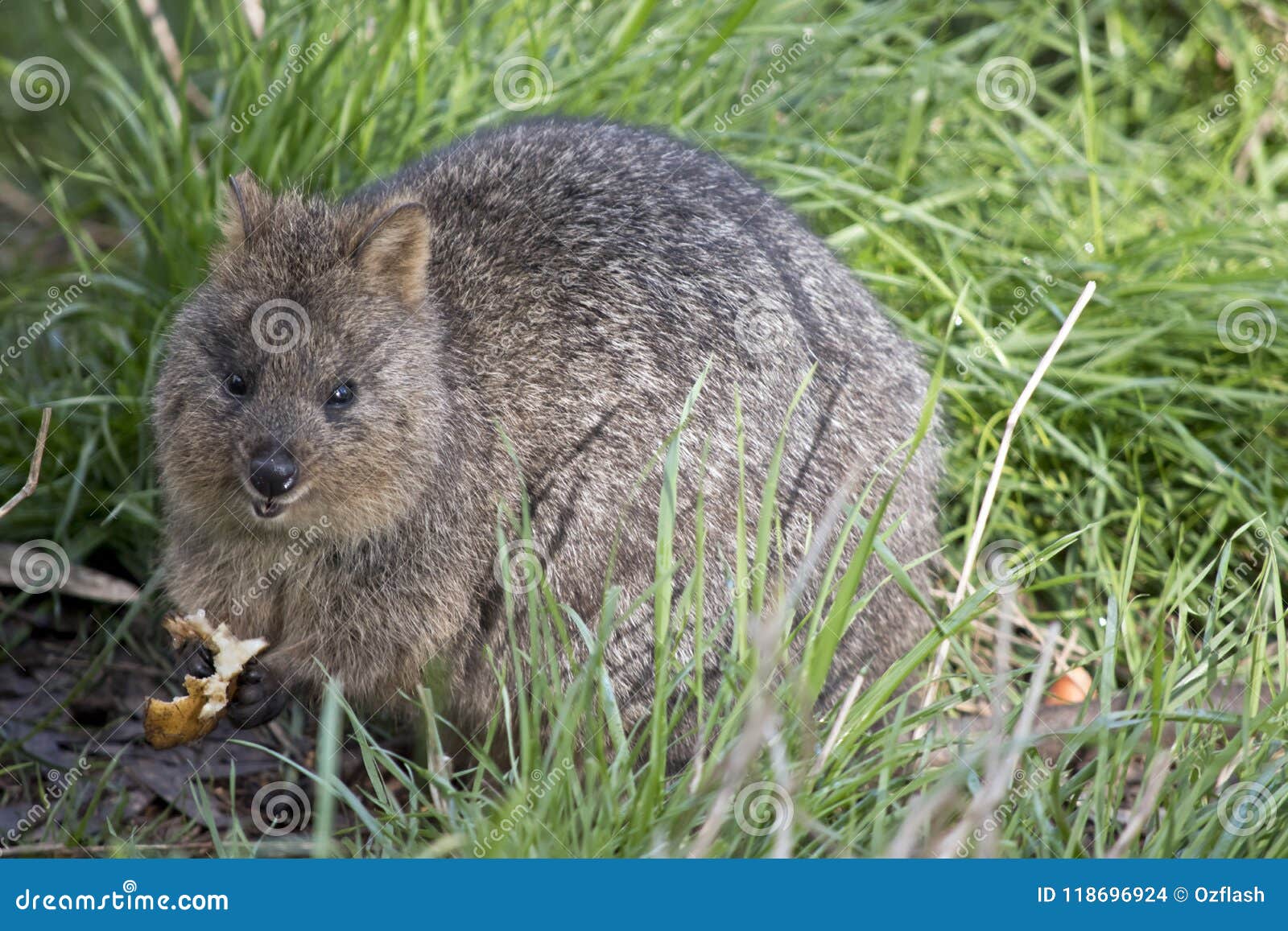 Quokka is eating stock photo. Image of grass, australia - 118696924