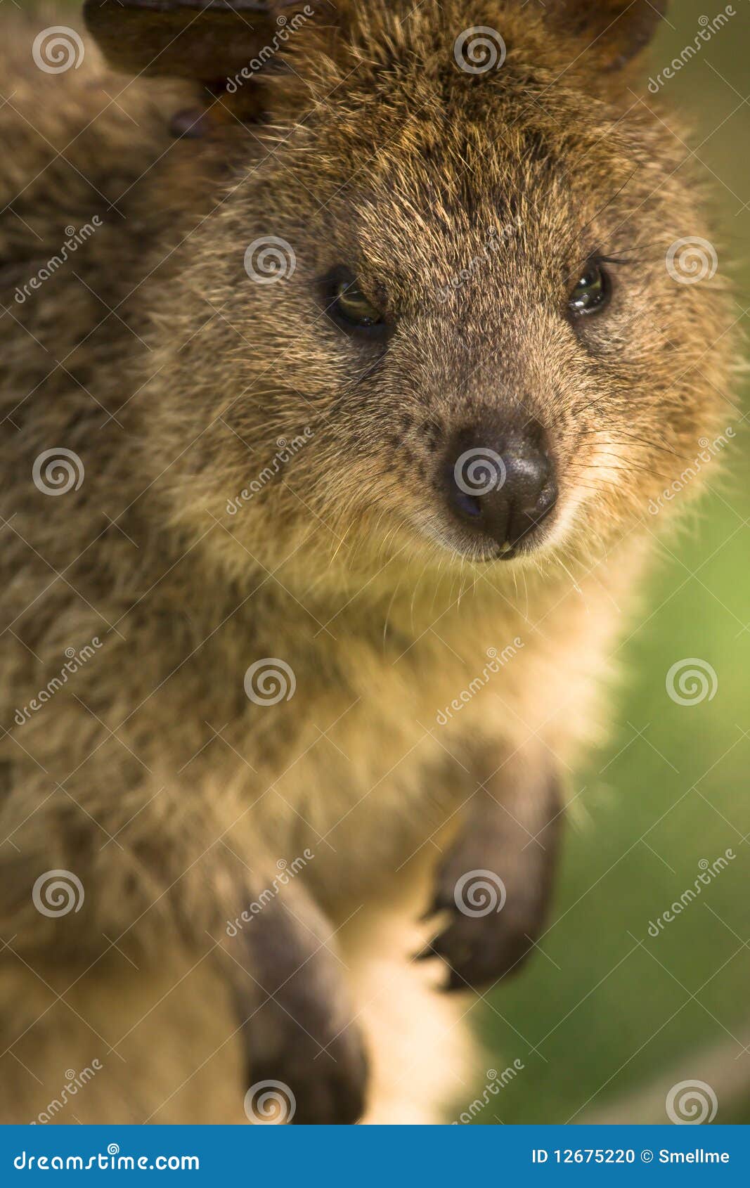 Quokka portrait stock photo. Image of outback, rodent - 12675220