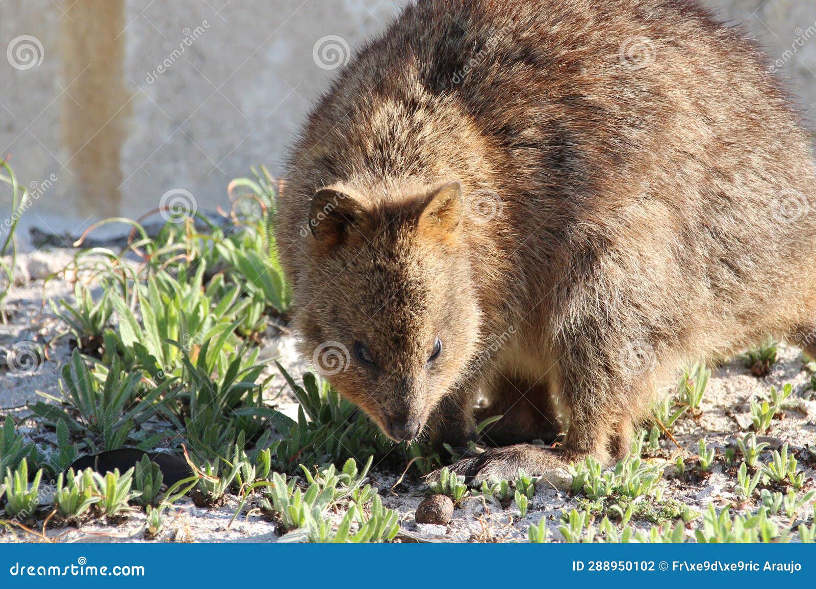 Quokka - Rottnest Island - Australia Stock Photo - Image of quokka ...