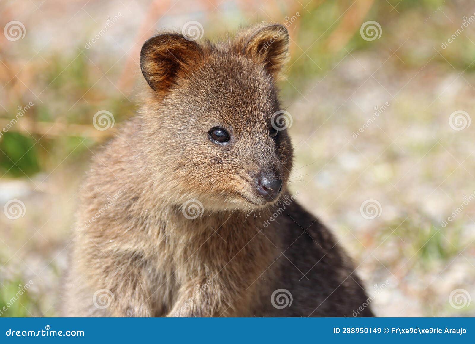 Quokka - Rottnest Island - Australia Stock Image - Image of wild ...