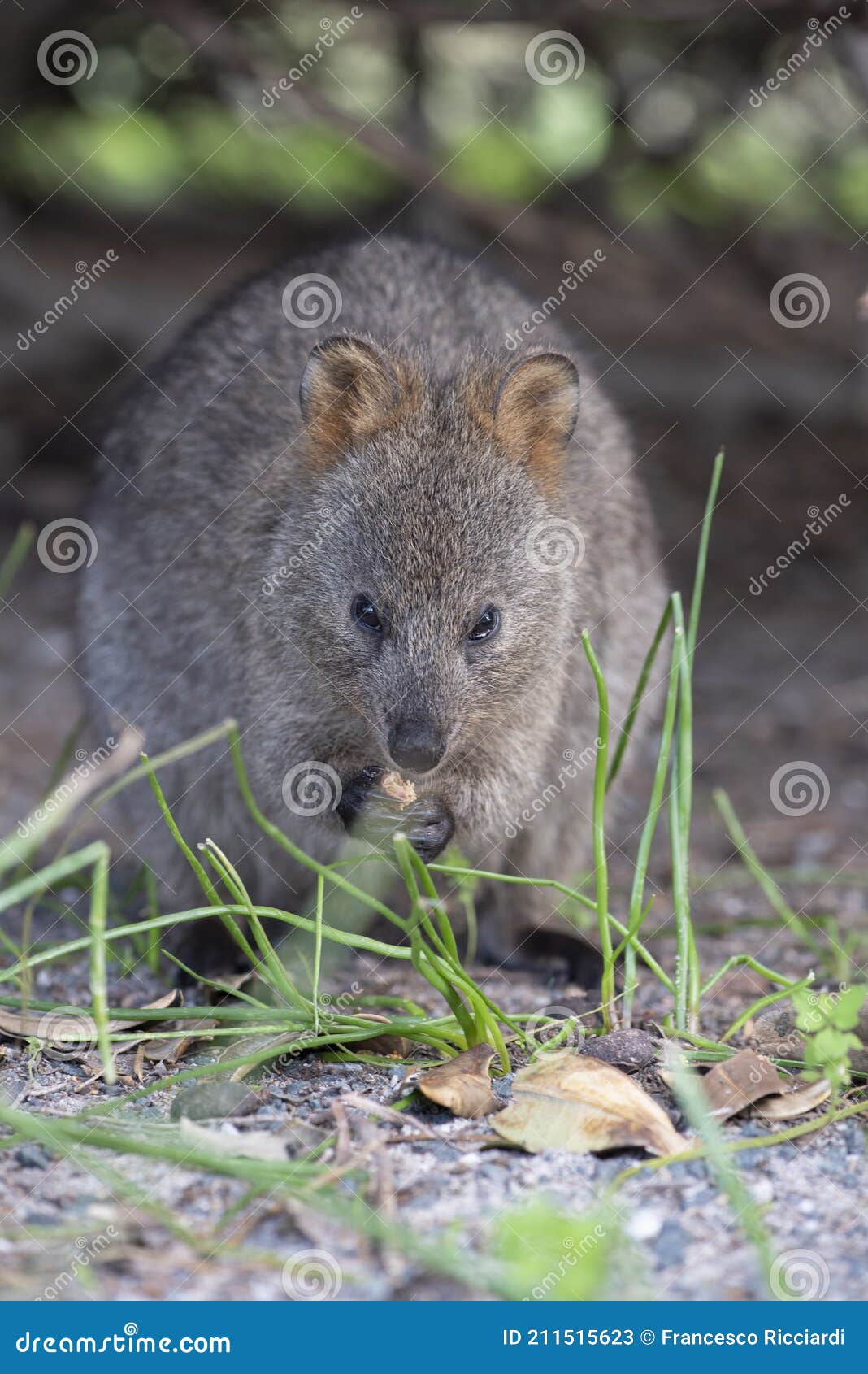 Quokka Setonix Brachyurus Sleeping Family Stock Photo | CartoonDealer ...