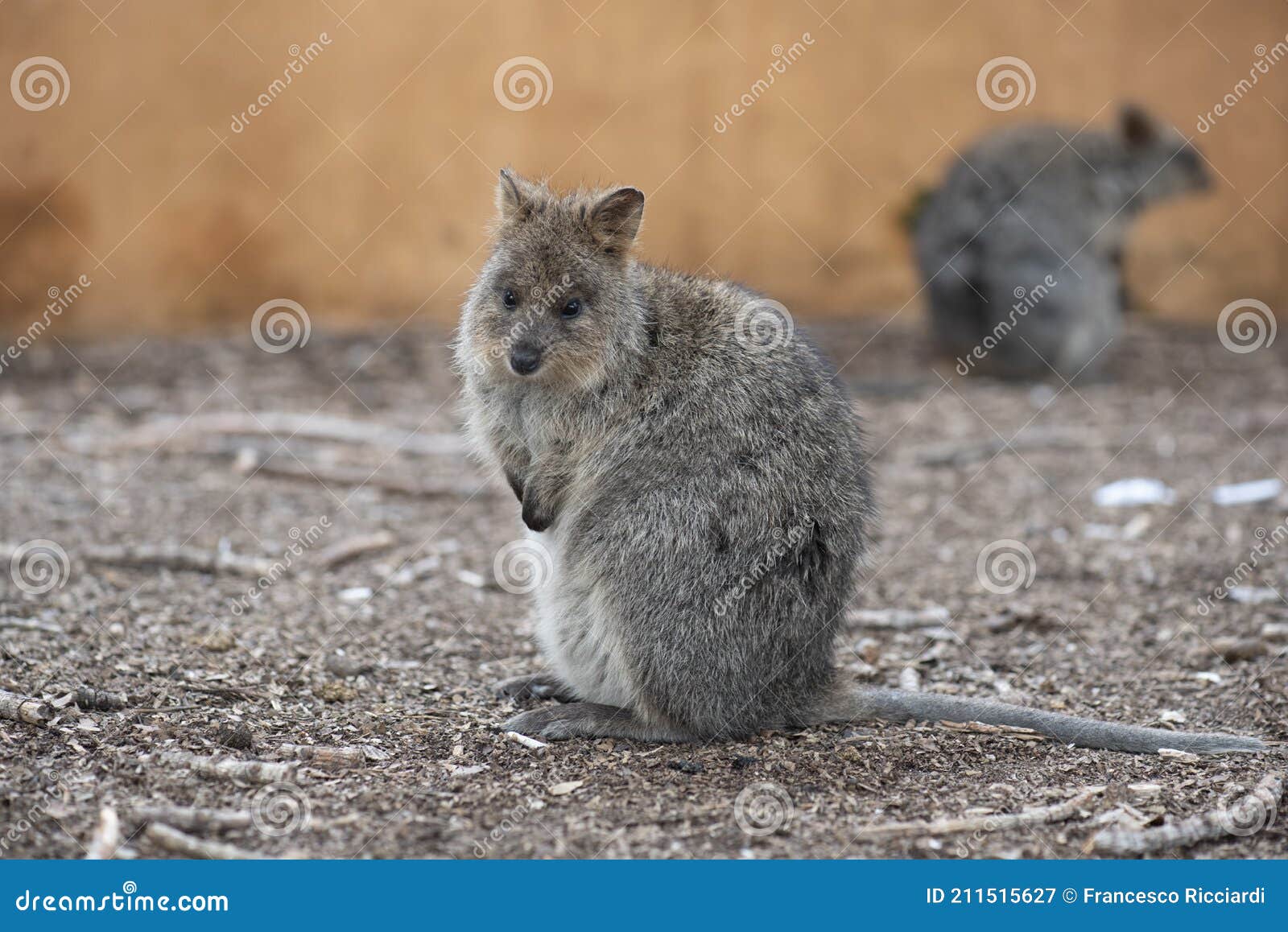 Quokka Setonix Brachyurus Sleeping Family Stock Photo | CartoonDealer ...