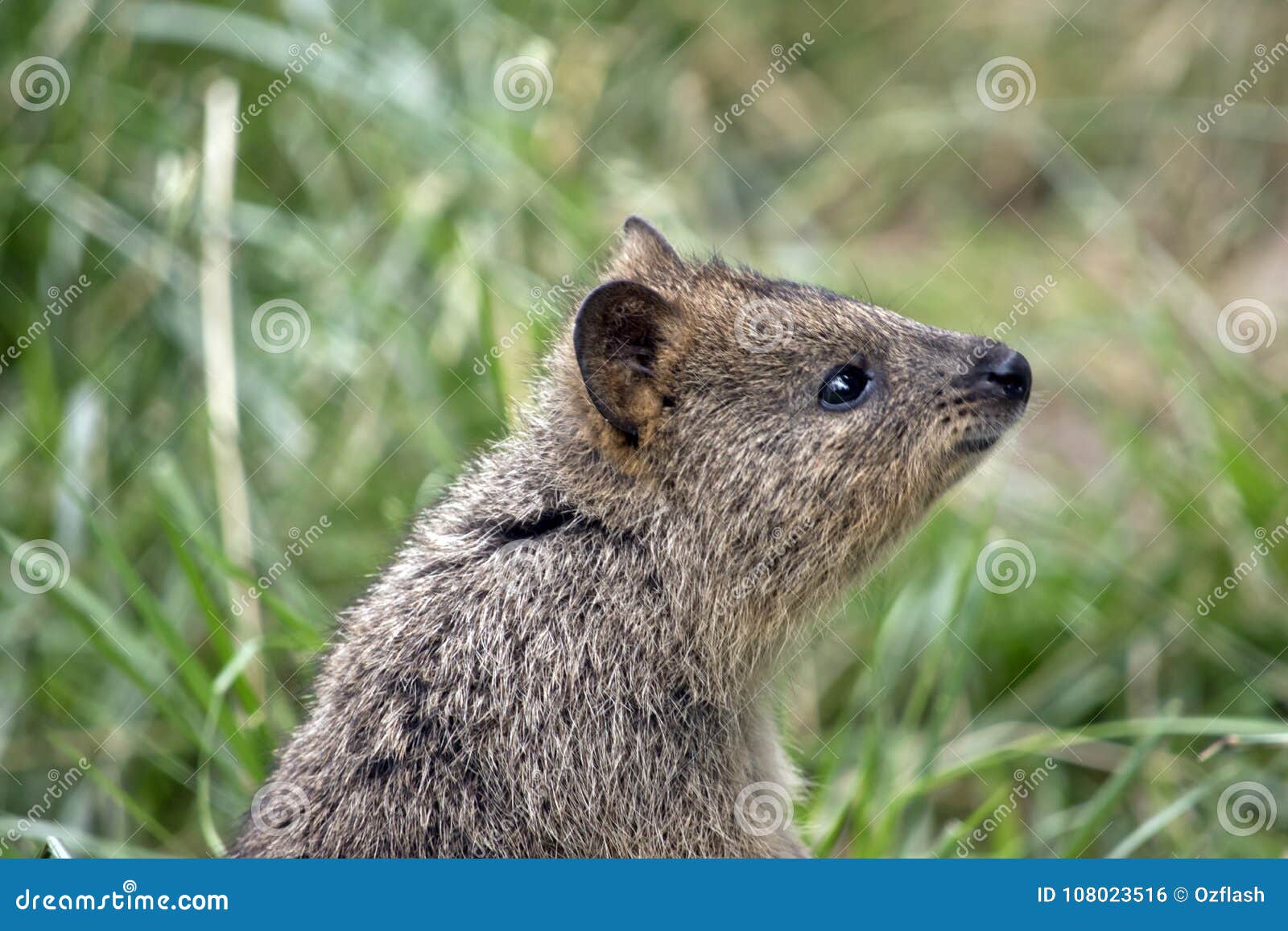 Quokka side view stock photo. Image of nose, brown, marsupial - 108023516