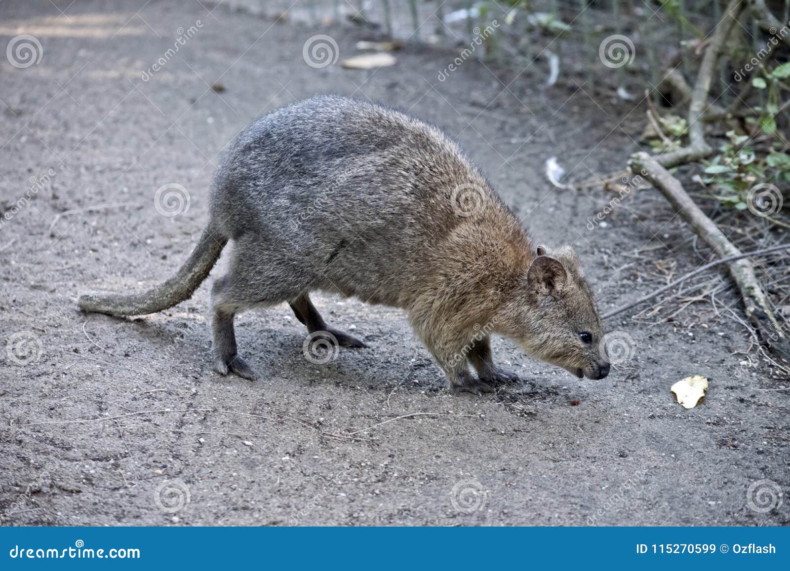 Quokka side view stock image. Image of australia, marsupial - 115270599