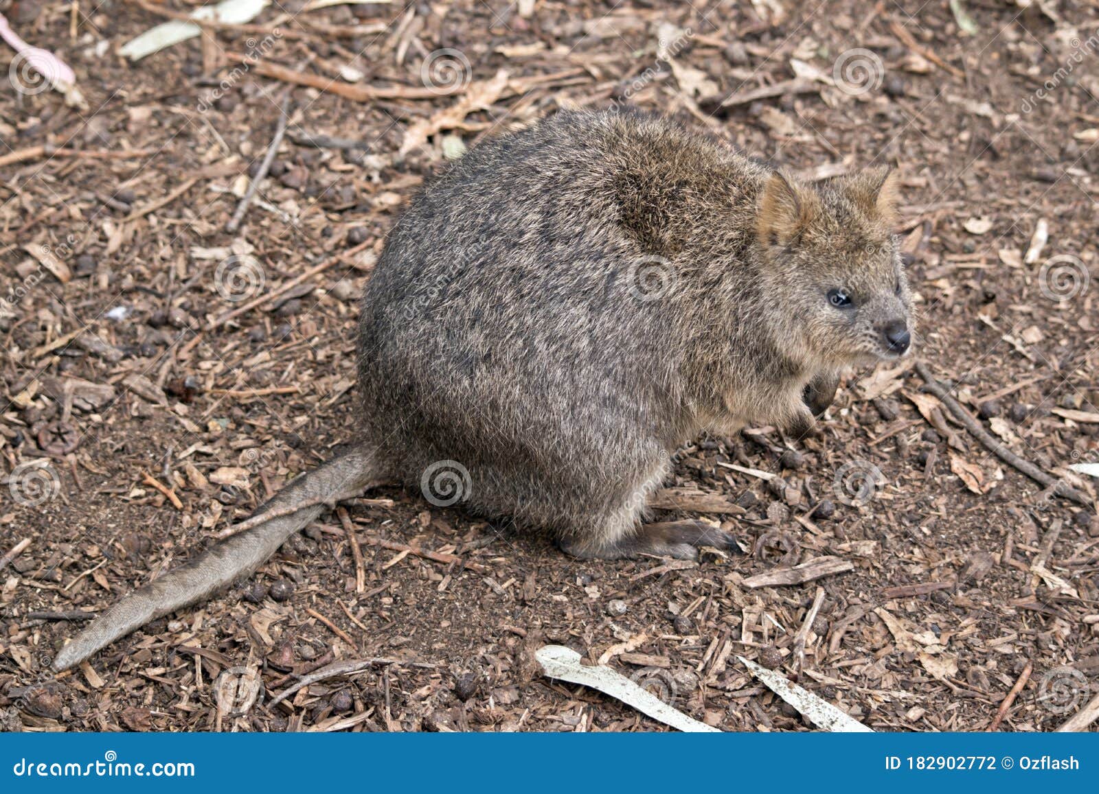 This is a Quokka a Small Marsupial Stock Photo - Image of pouch, rare ...
