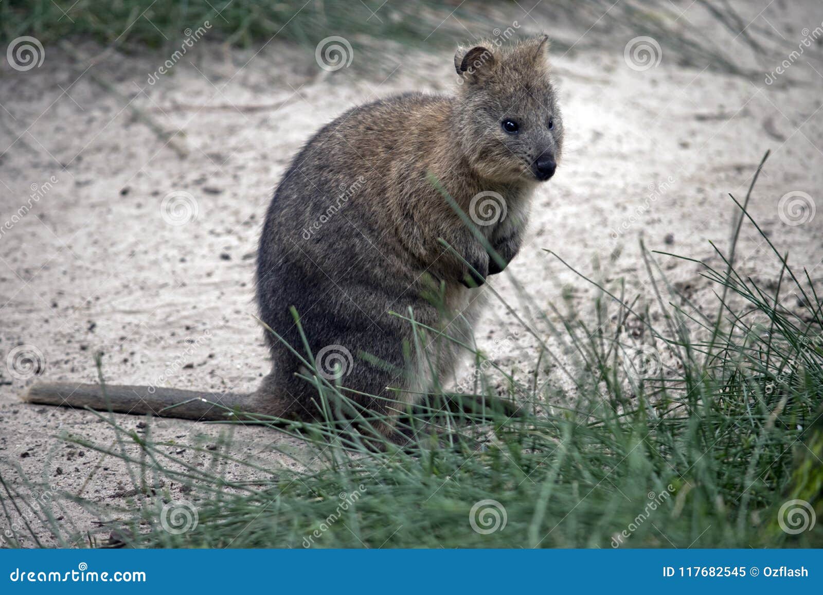 Quokka is standing stock image. Image of standing, marsupial - 117682545