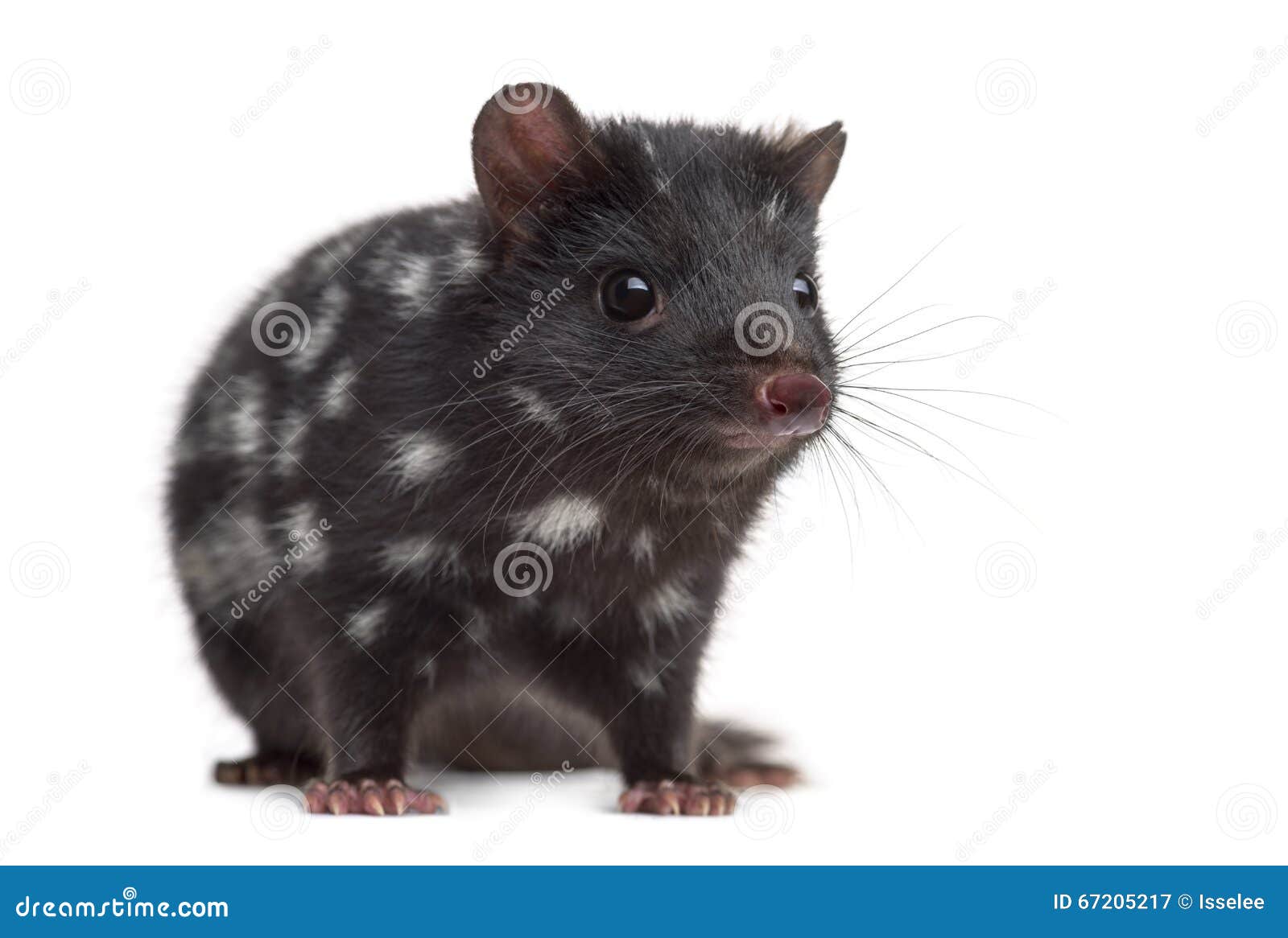 Quoll isolated on white stock image. Image of side, animal - 67205217