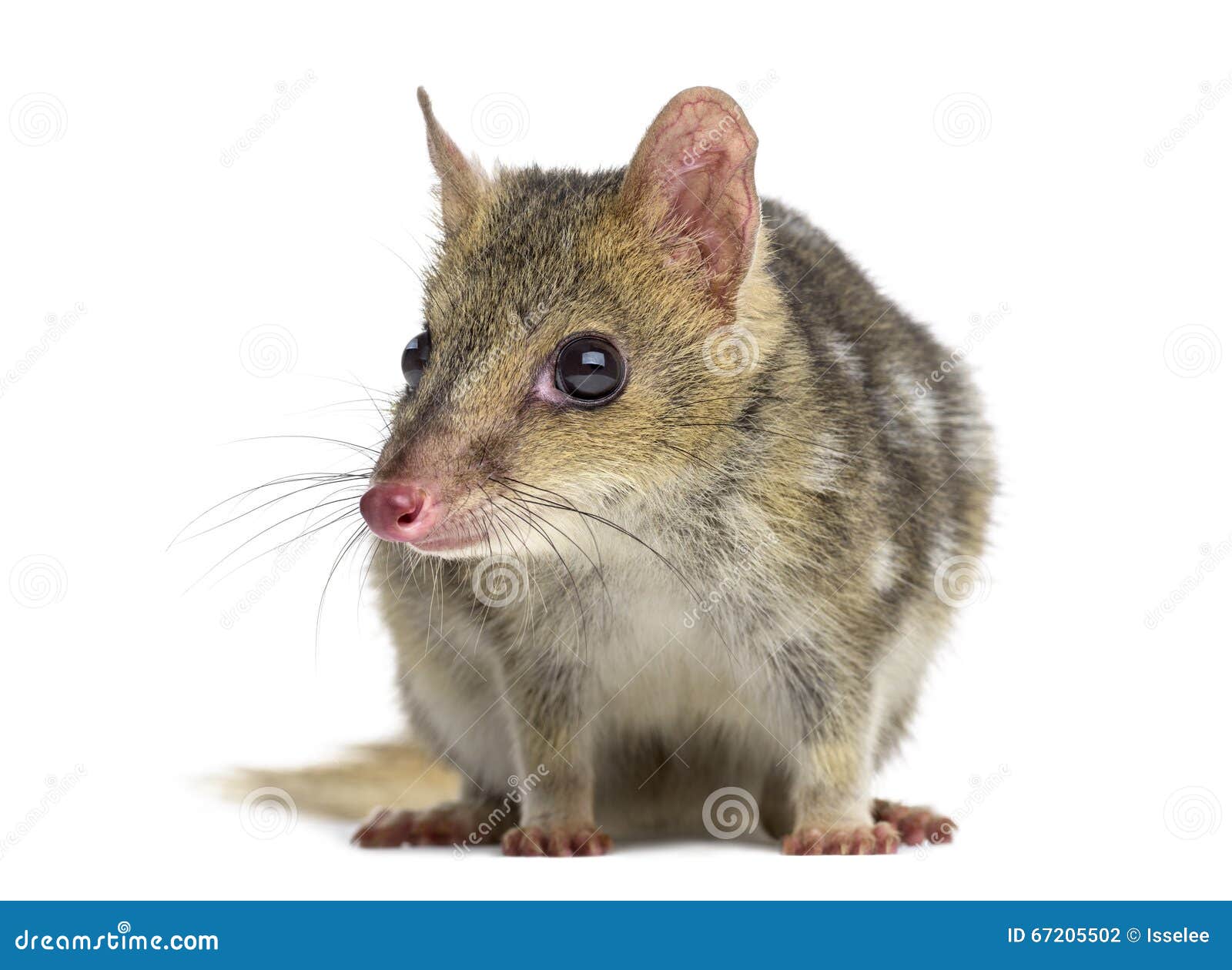 Quoll isolated on white stock photo. Image of nocturnal - 67205502