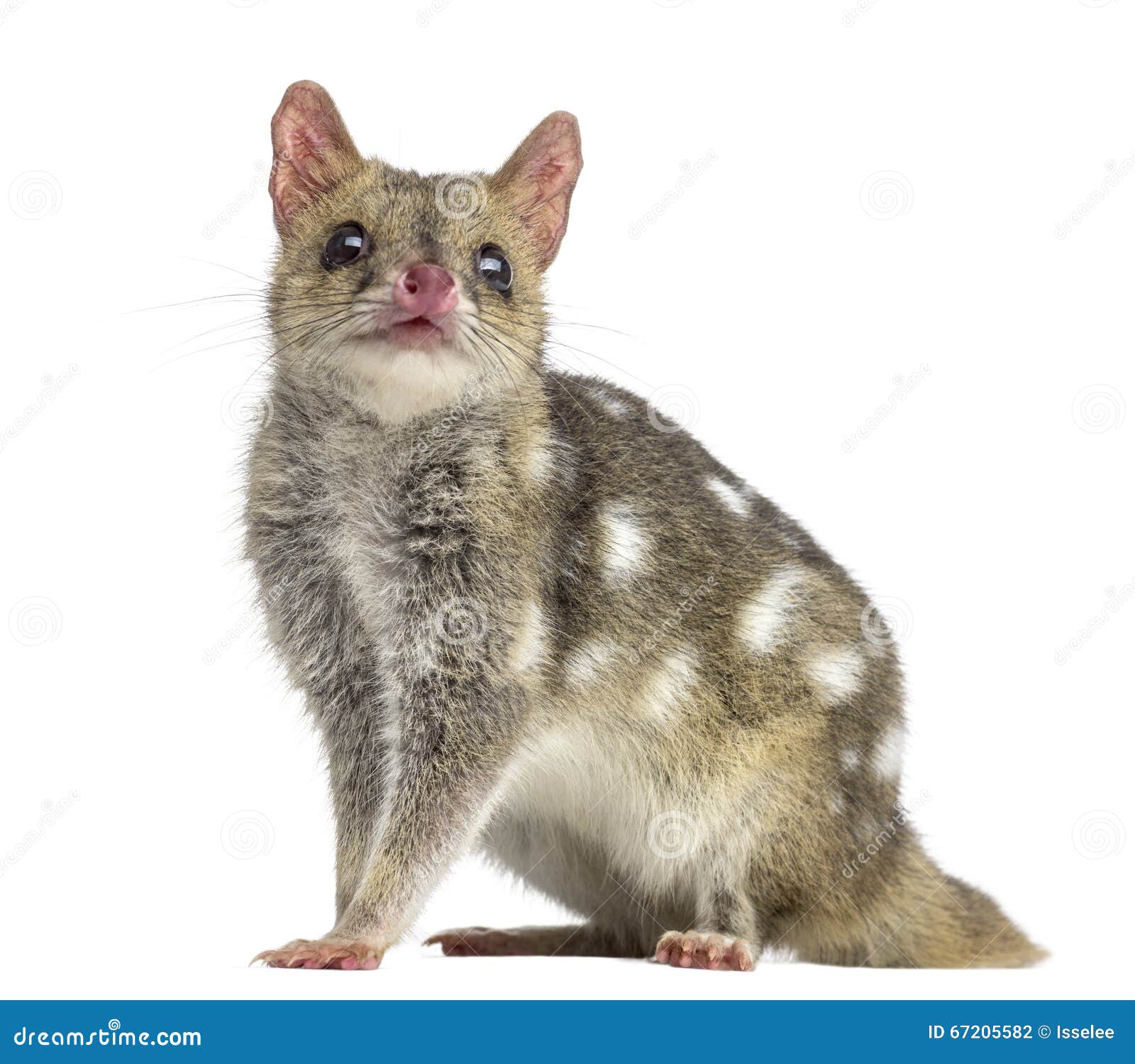 Quoll, isolated on white stock photo. Image of isolated - 67205582