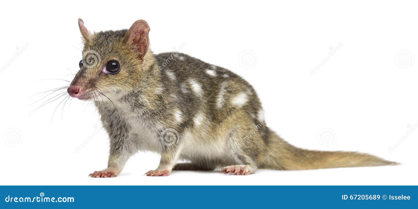 Quoll isolated on white stock image. Image of white, wildlife - 67205689