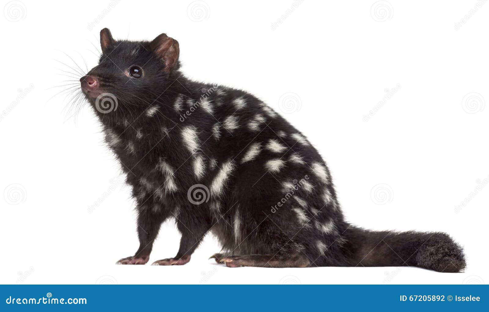 Quoll isolated on white stock photo. Image of side, spotted - 67205892