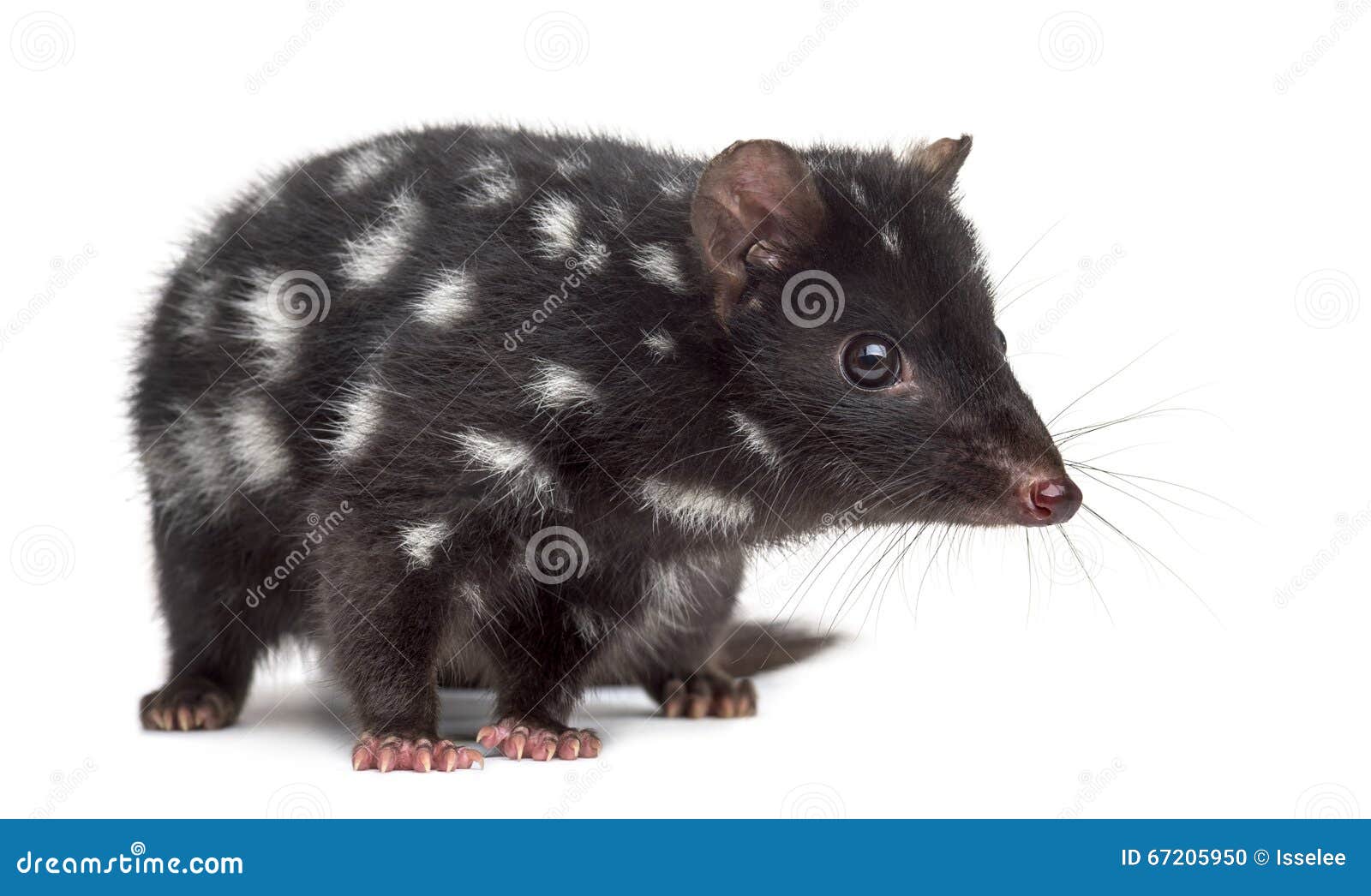 Quoll isolated on white stock photo. Image of mammal - 67205950