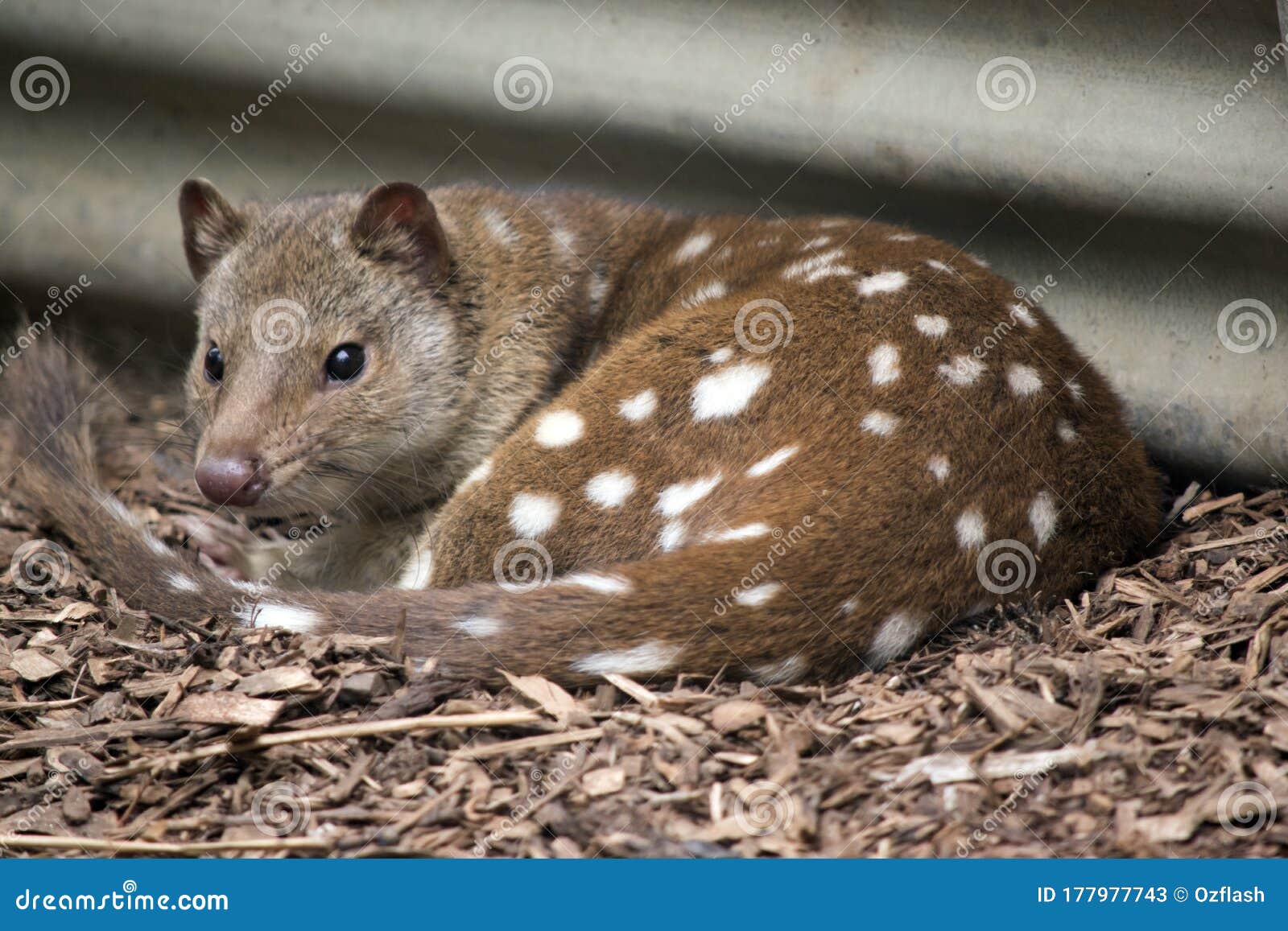 The Quoll Is Resting Stock Image Image Of Scavenger 177977743