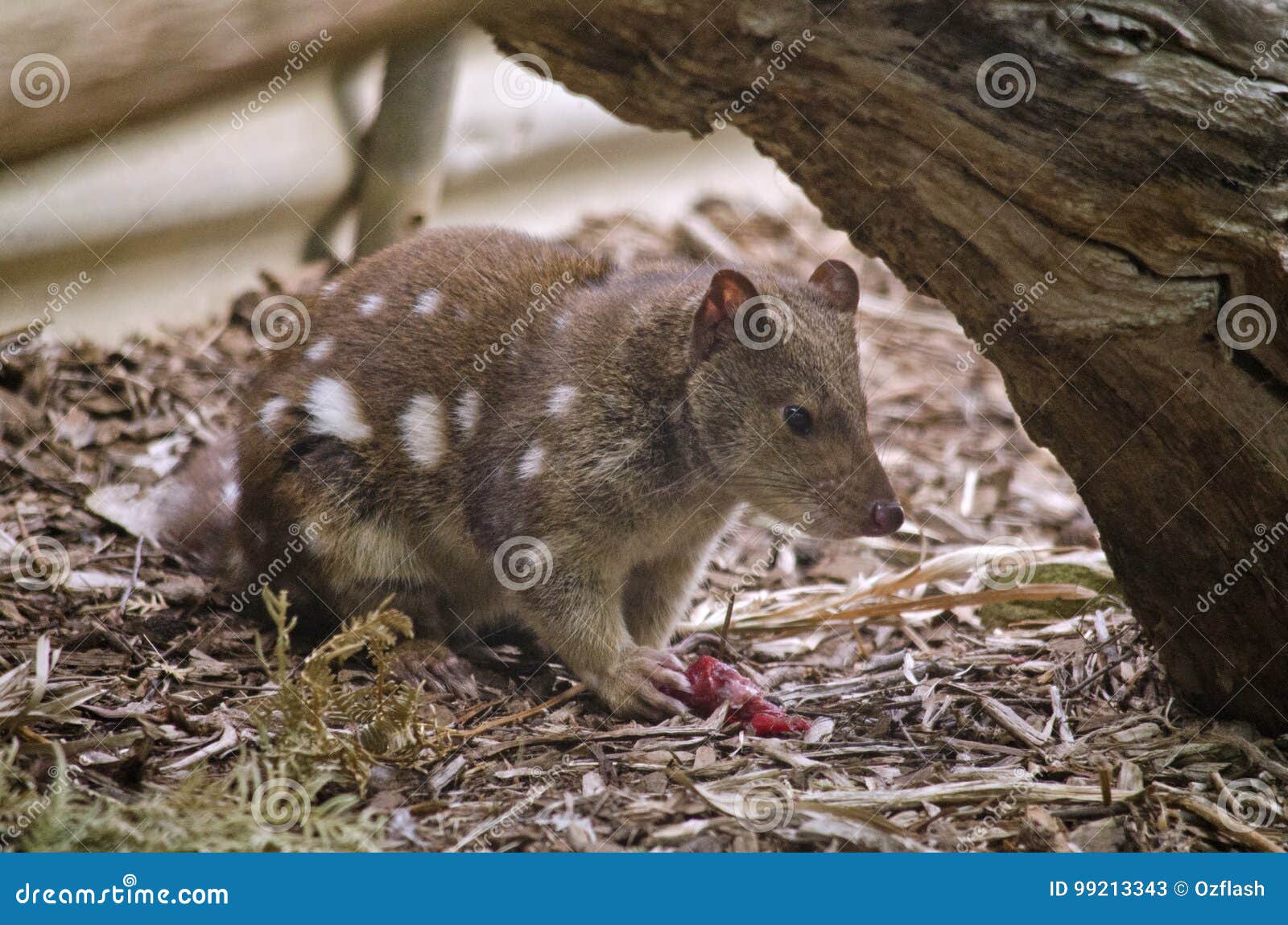 Quoll stock image. Image of pink, whiskers, teeth, marsupial - 99213343