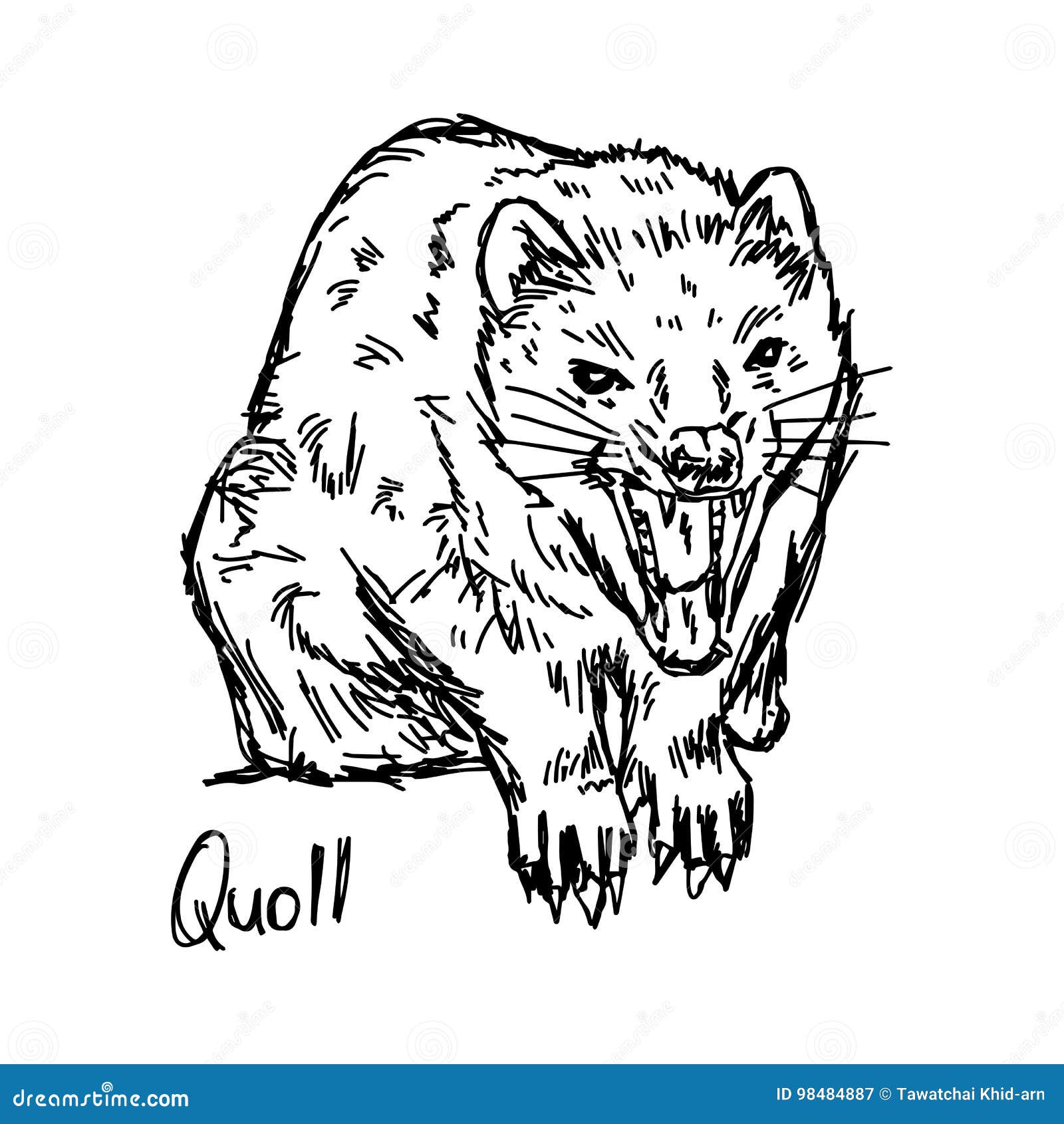 Quoll - Vector Illustration Sketch Hand Drawn With Black Lines ...