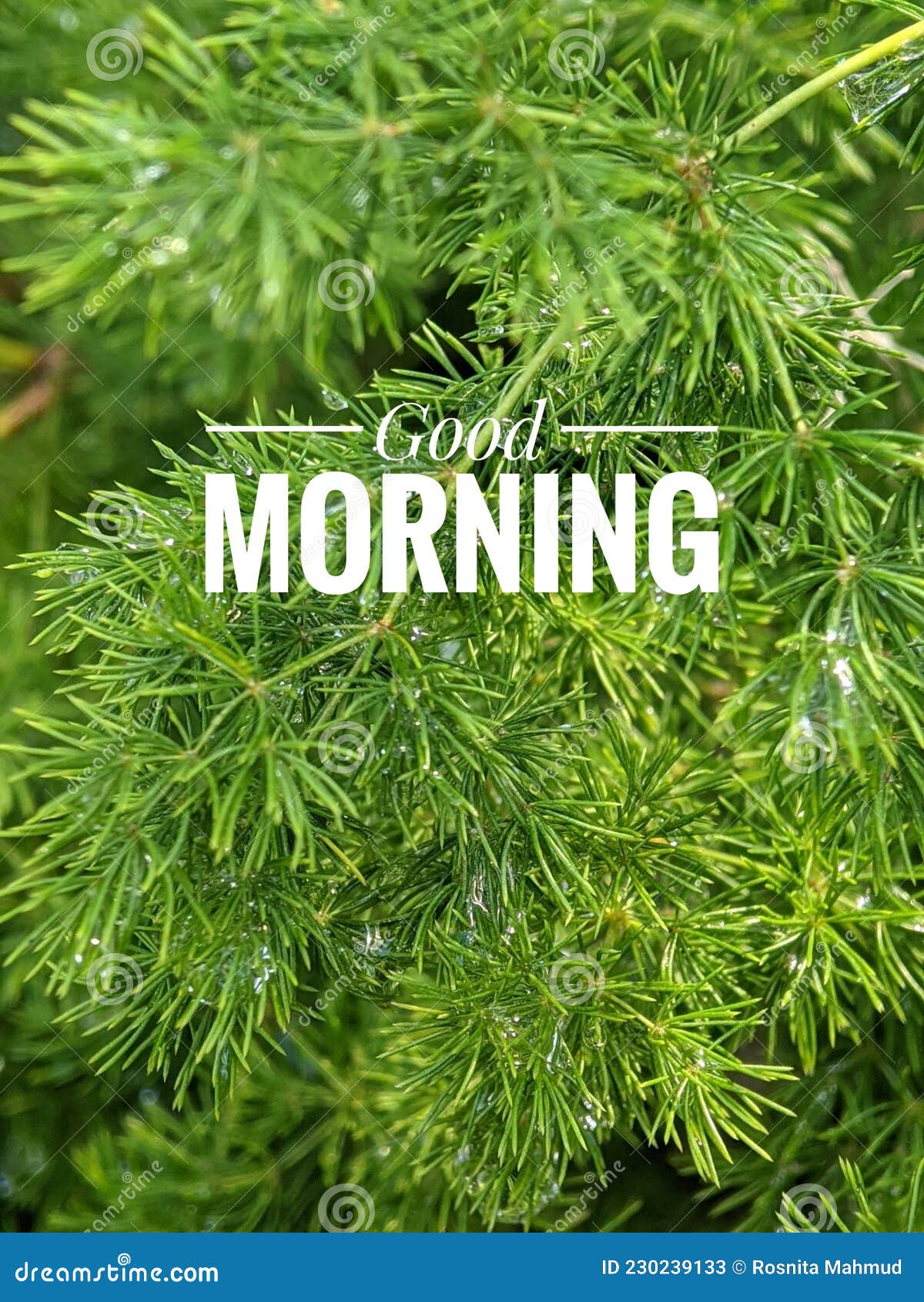 Quotes Good Morning on a Green Leaves Background Stock Image - Image of ...