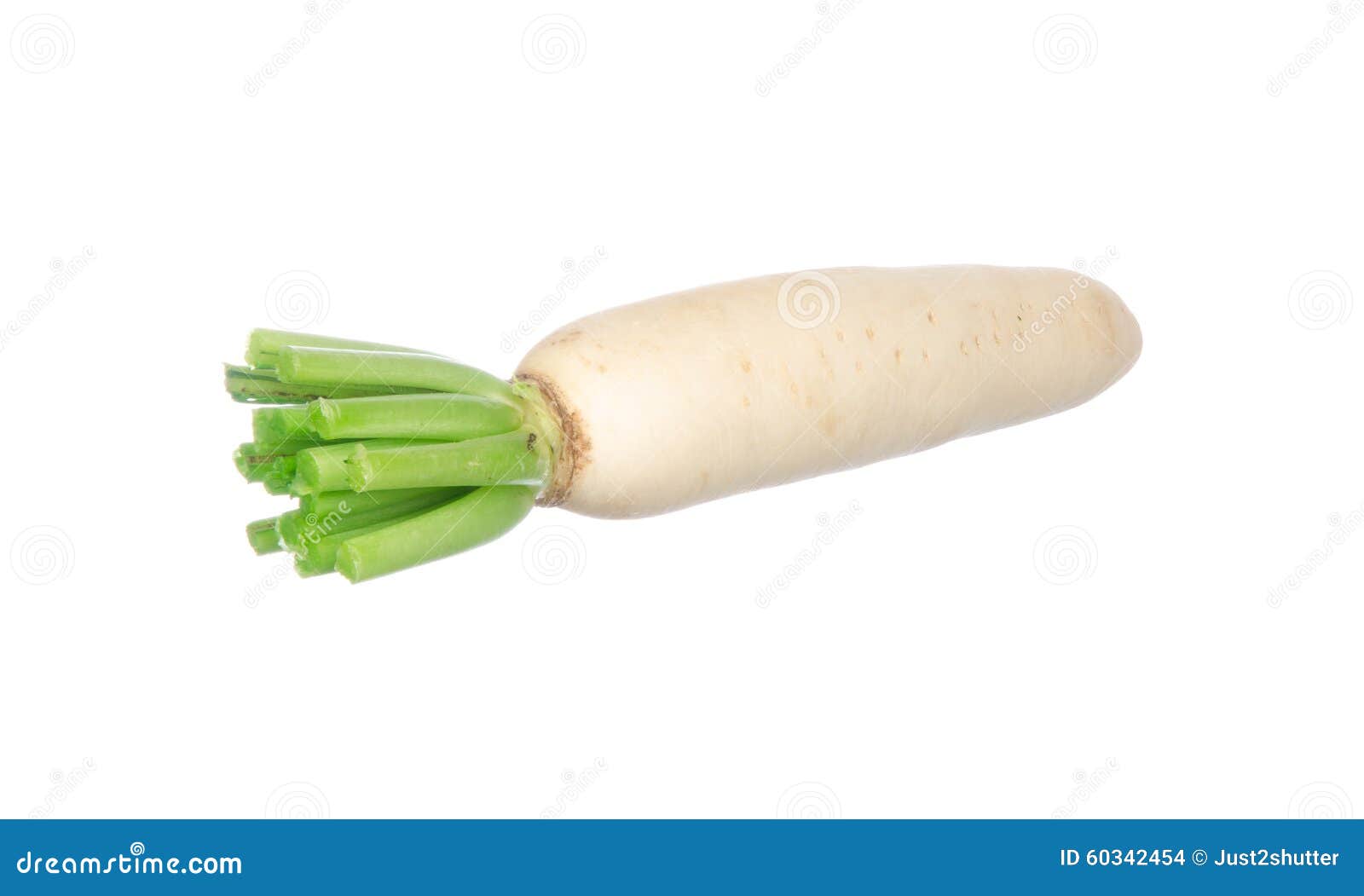 Rábano Chino Aislado En Blanco Foto de archivo - Imagen de travieso ...