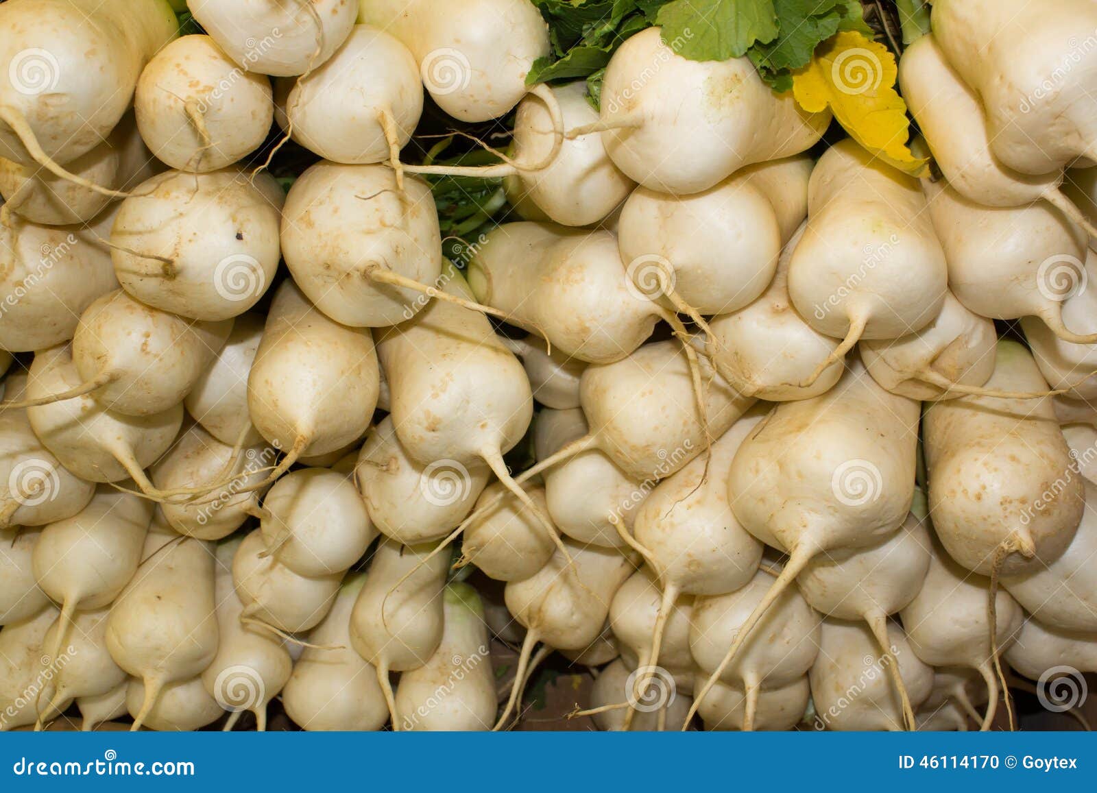 Rábano coreano foto de archivo. Imagen de grupo, ingrediente - 46114170