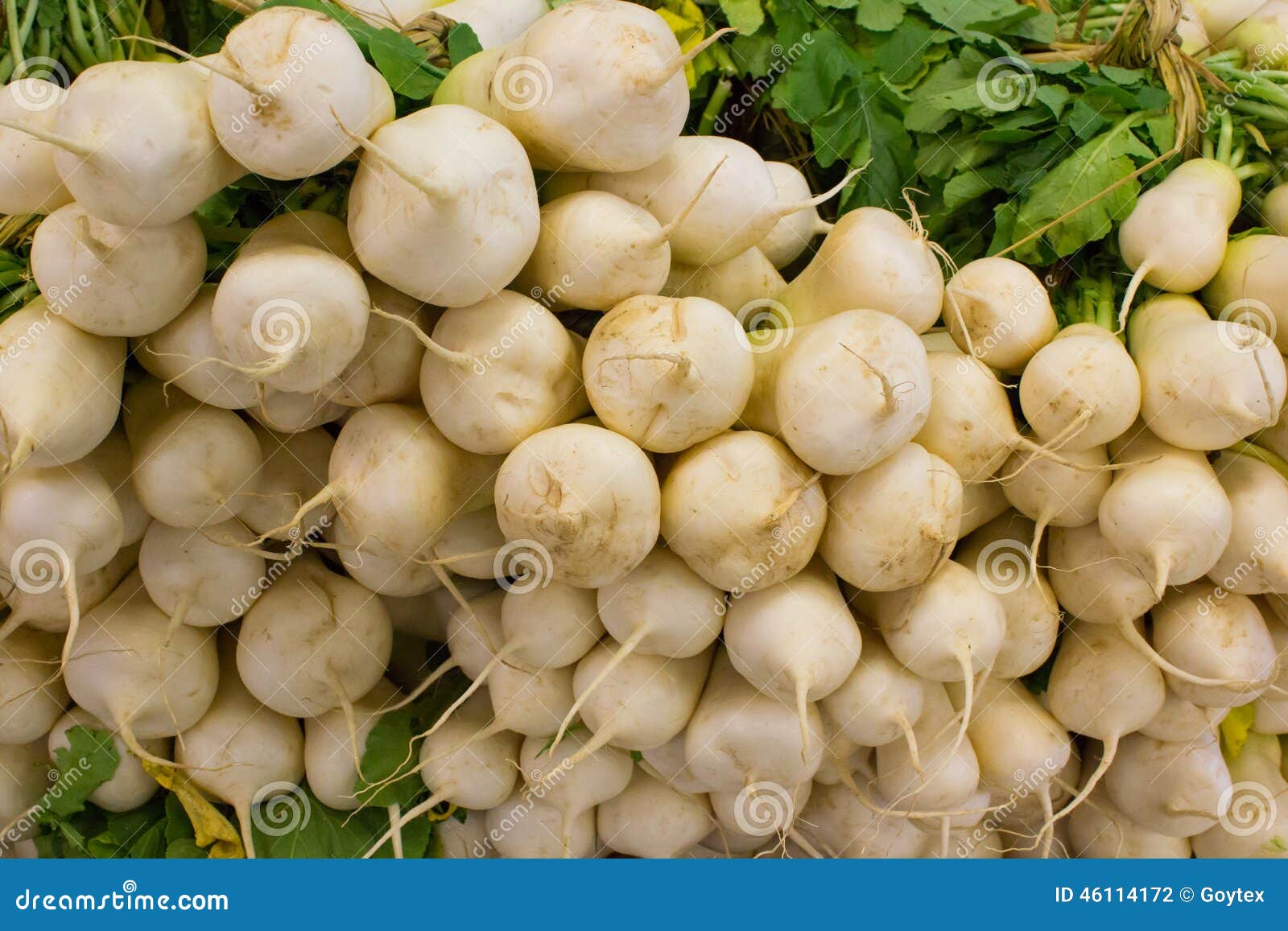 Rábano coreano foto de archivo. Imagen de ingredientes - 46114172