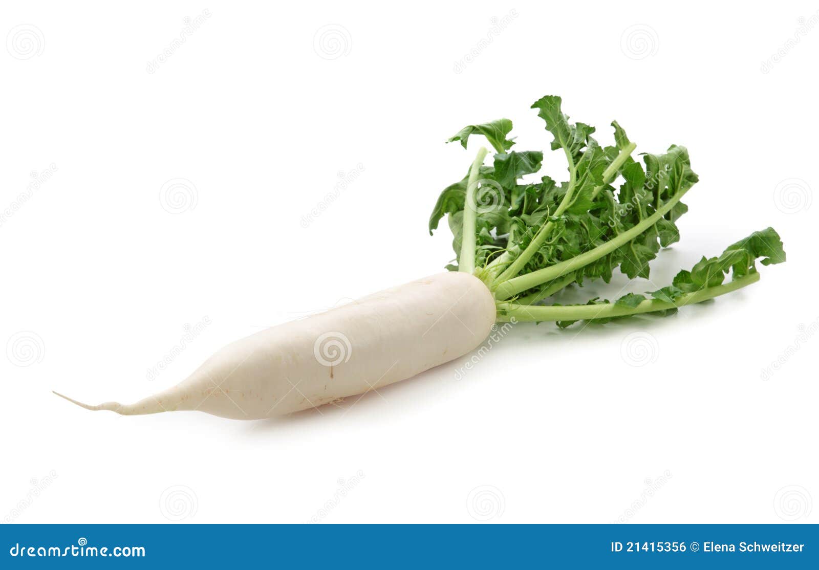 Rábanos de Daikon foto de archivo. Imagen de blanco, grande - 21415356