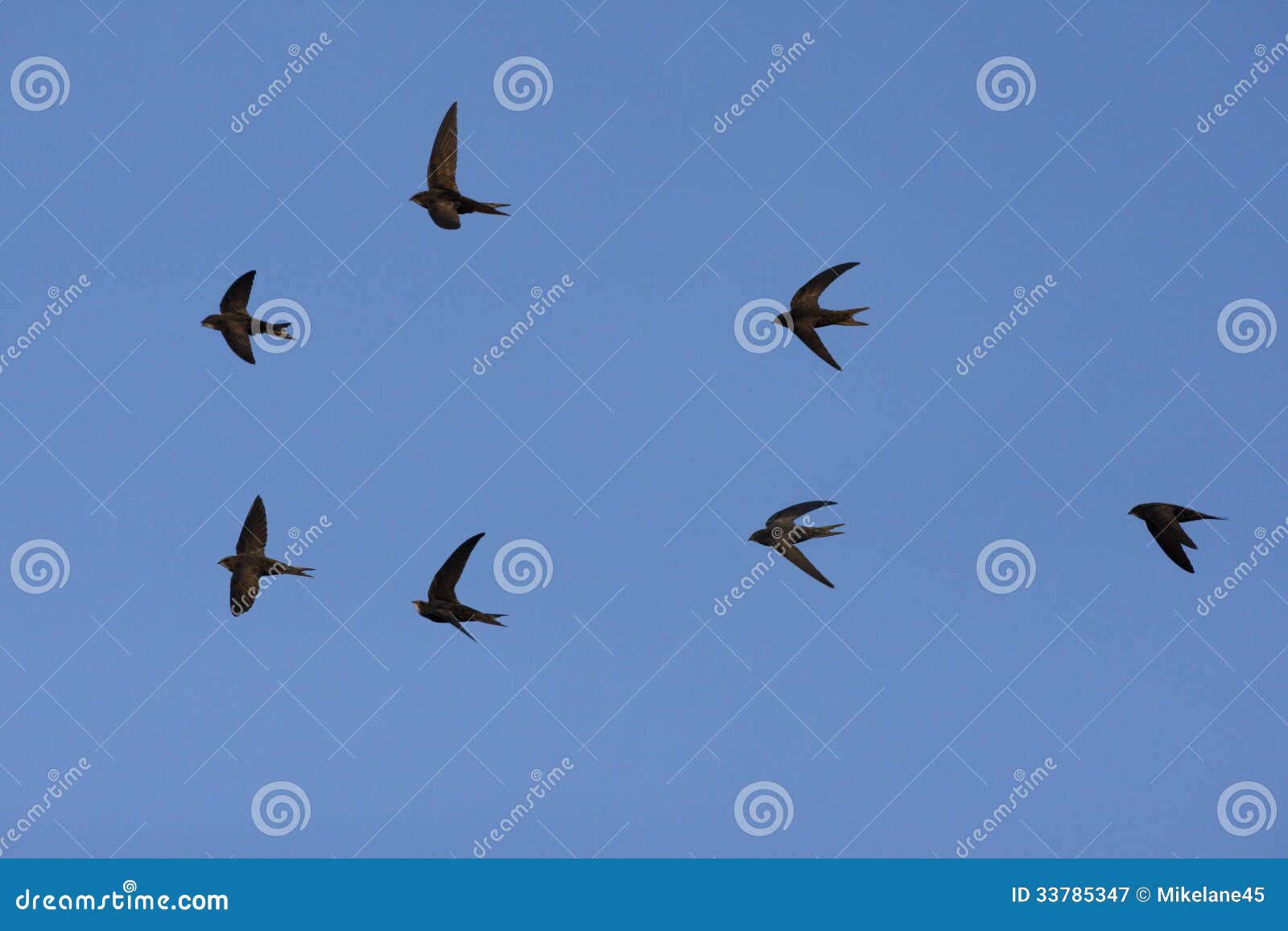 Rápido, apus de los Apus imagen de archivo. Imagen de cubo - 33785347