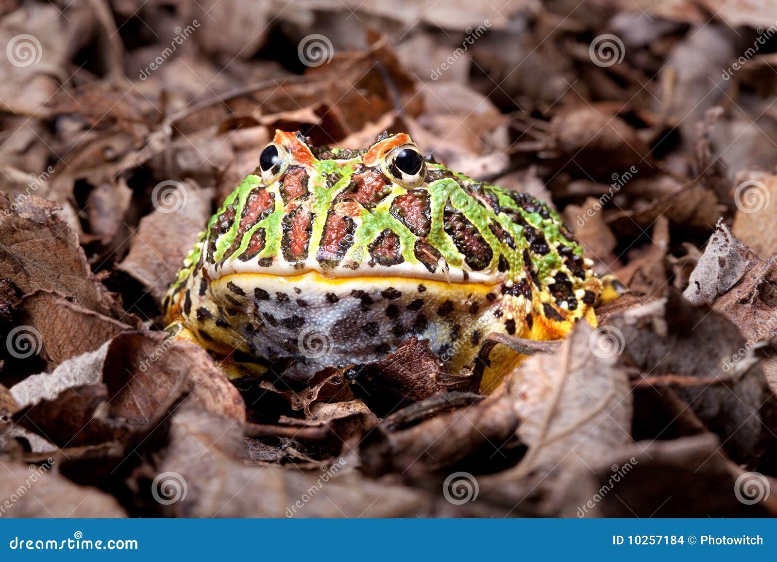 Râ de Pacman foto de stock. Imagem de noturno, macro - 10257184