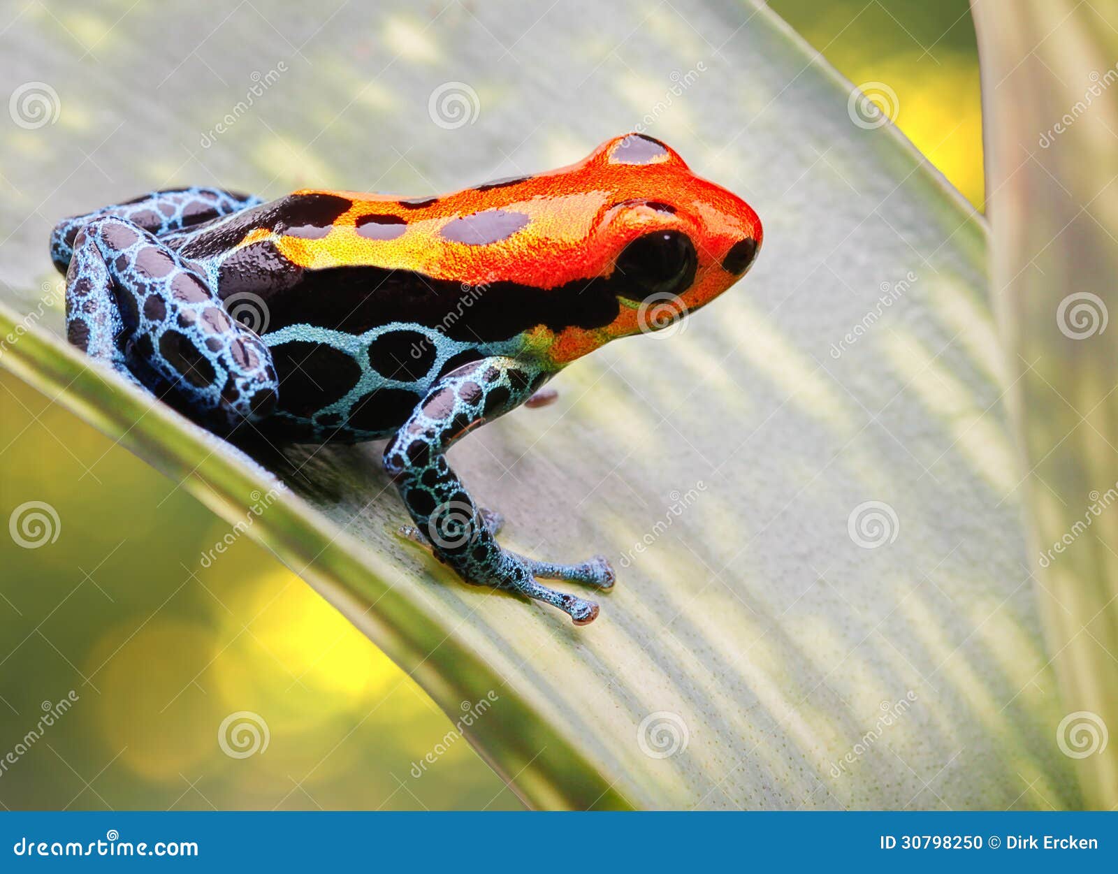 Rã Tropical Da Seta Do Veneno Foto de Stock - Imagem de seta, tropical ...
