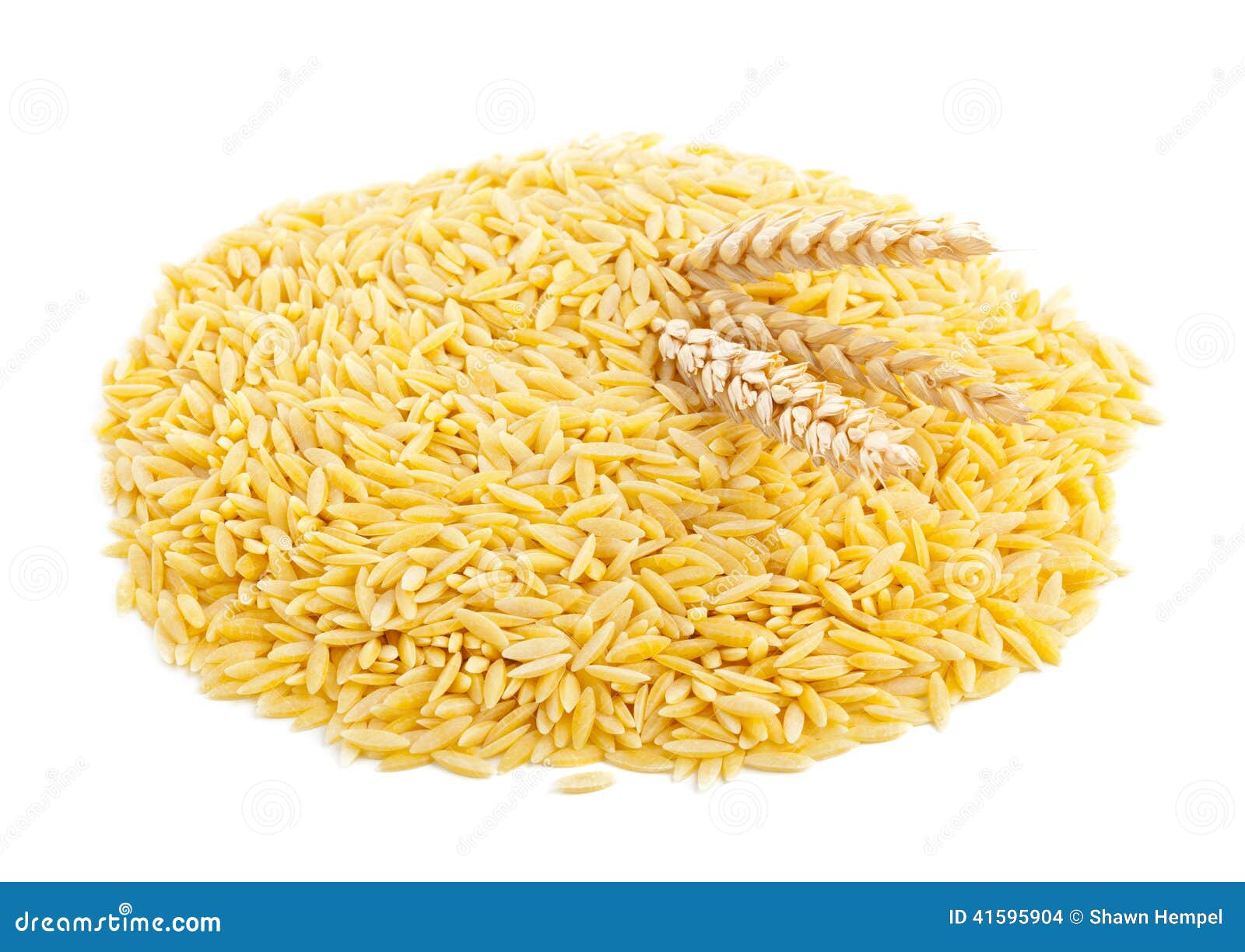 Rått Durumvete Med Veteöron Arkivfoto - Bild av vitt, hög: 41595904