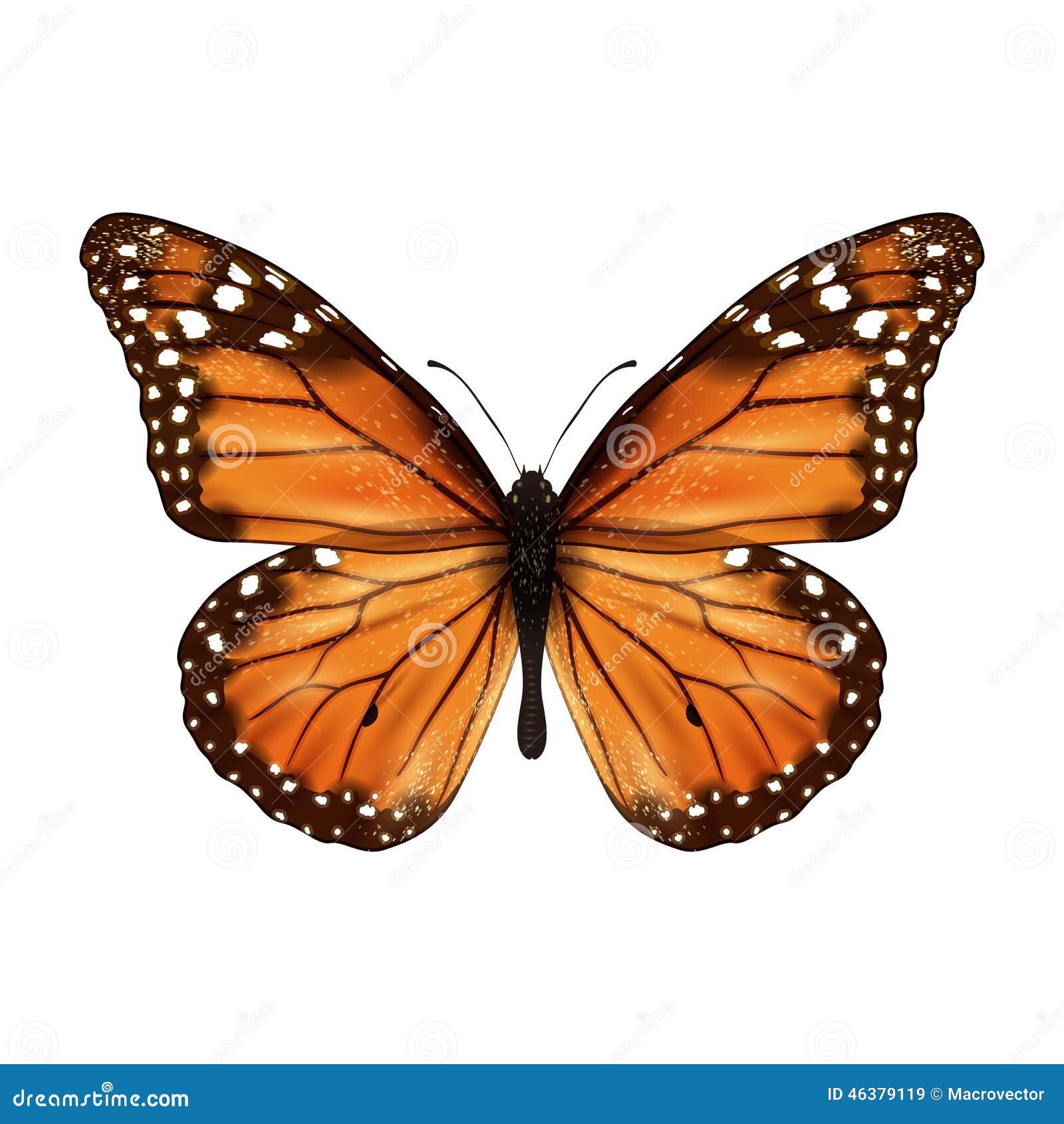 Réaliste De Papillon D'isolement Illustration de Vecteur - Illustration ...