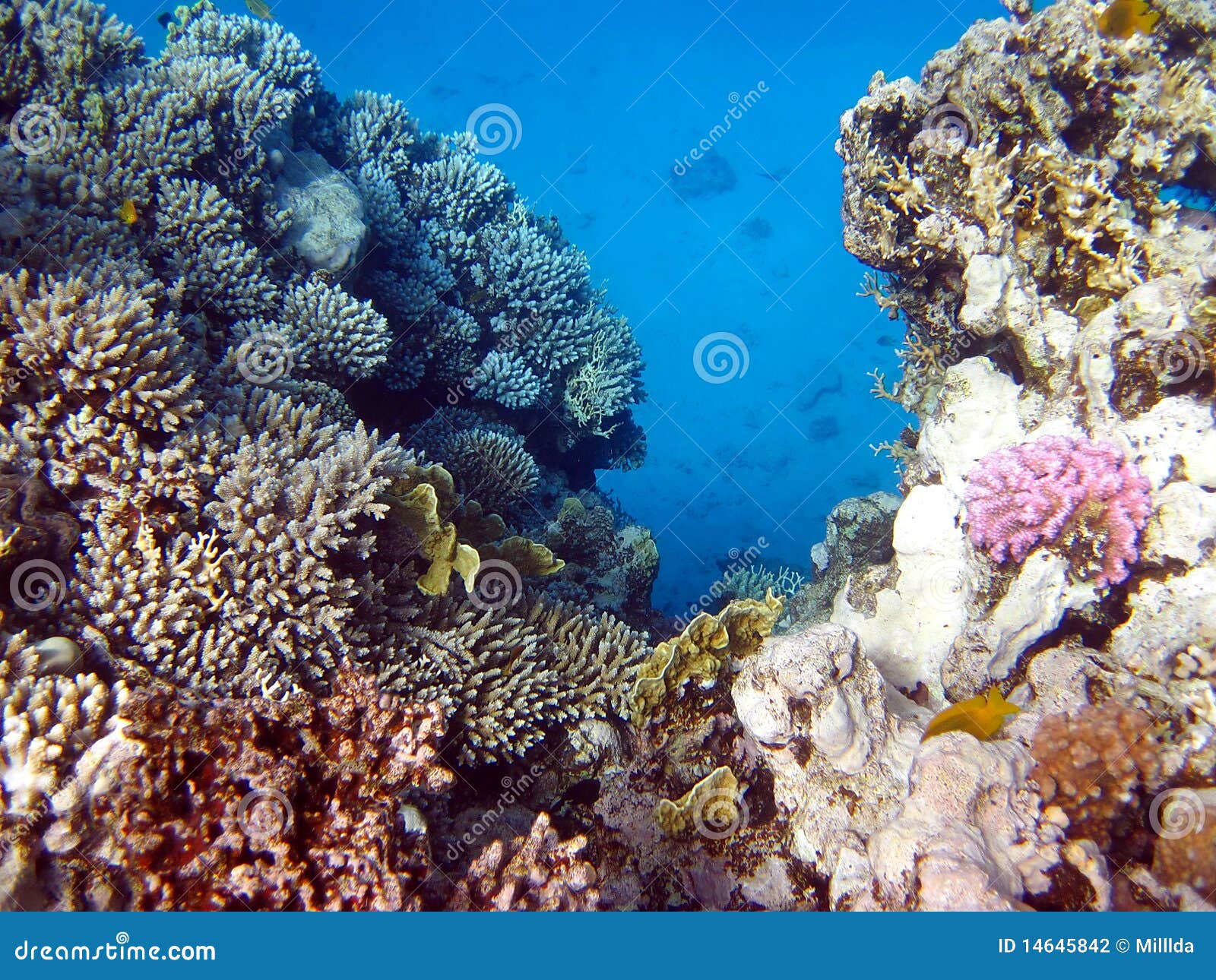 Récif coralien photo stock. Image du rose, violette, saltwater - 14645842