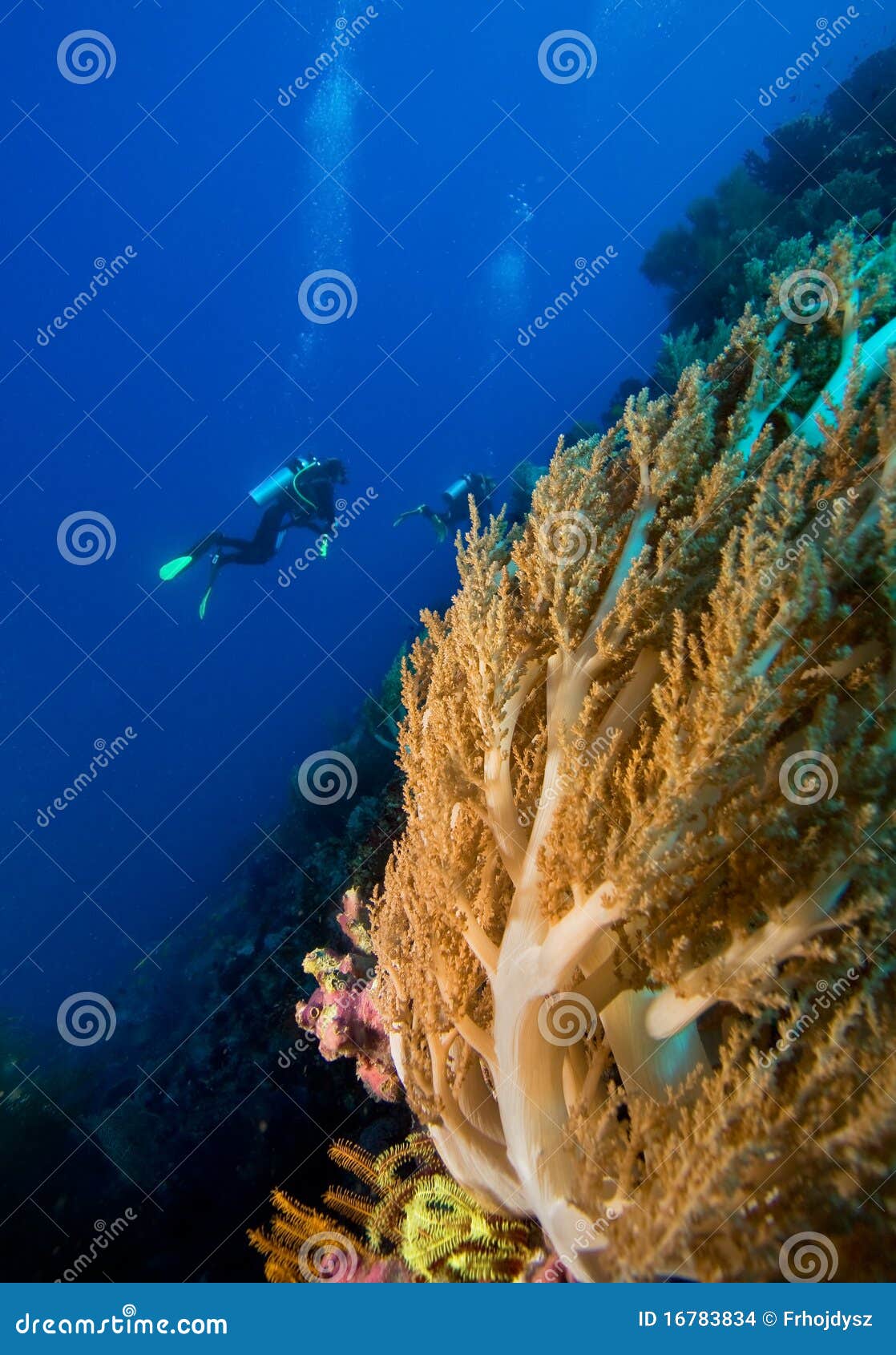 Récif coralien photo stock. Image du nature, océan, durée - 16783834