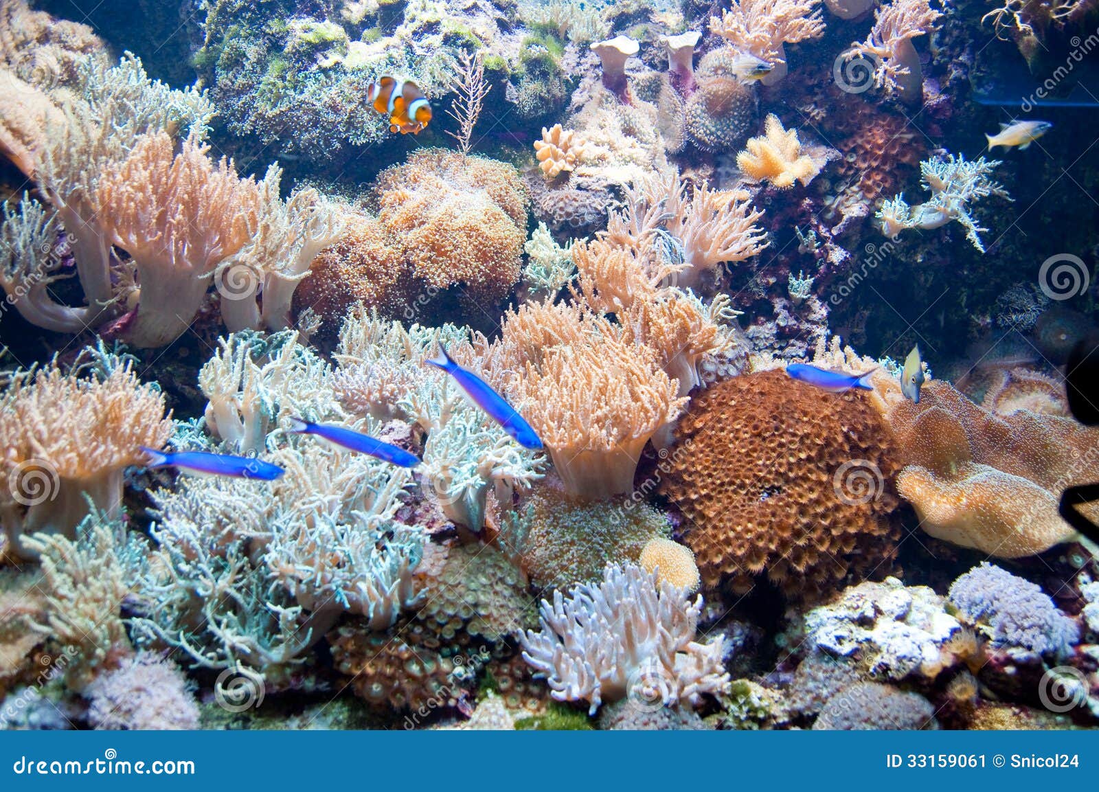 Récif coralien image stock. Image du durée, aventure - 33159061