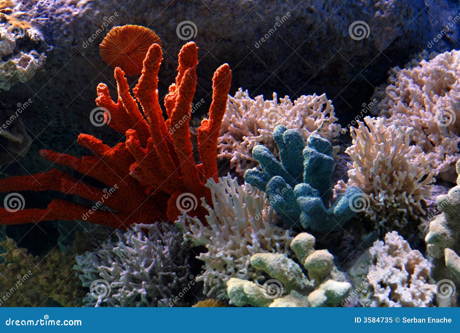 Récif coralien image stock. Image du exotique, tourisme - 3584735