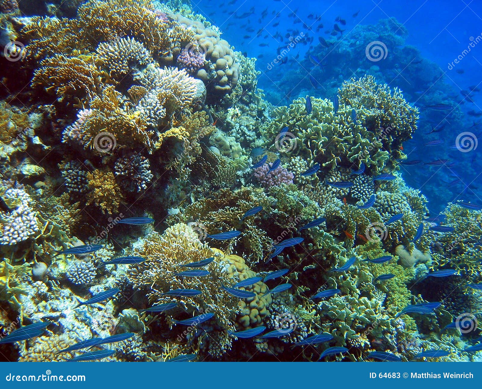 Récif coralien image stock. Image du plongée, profondément - 64683
