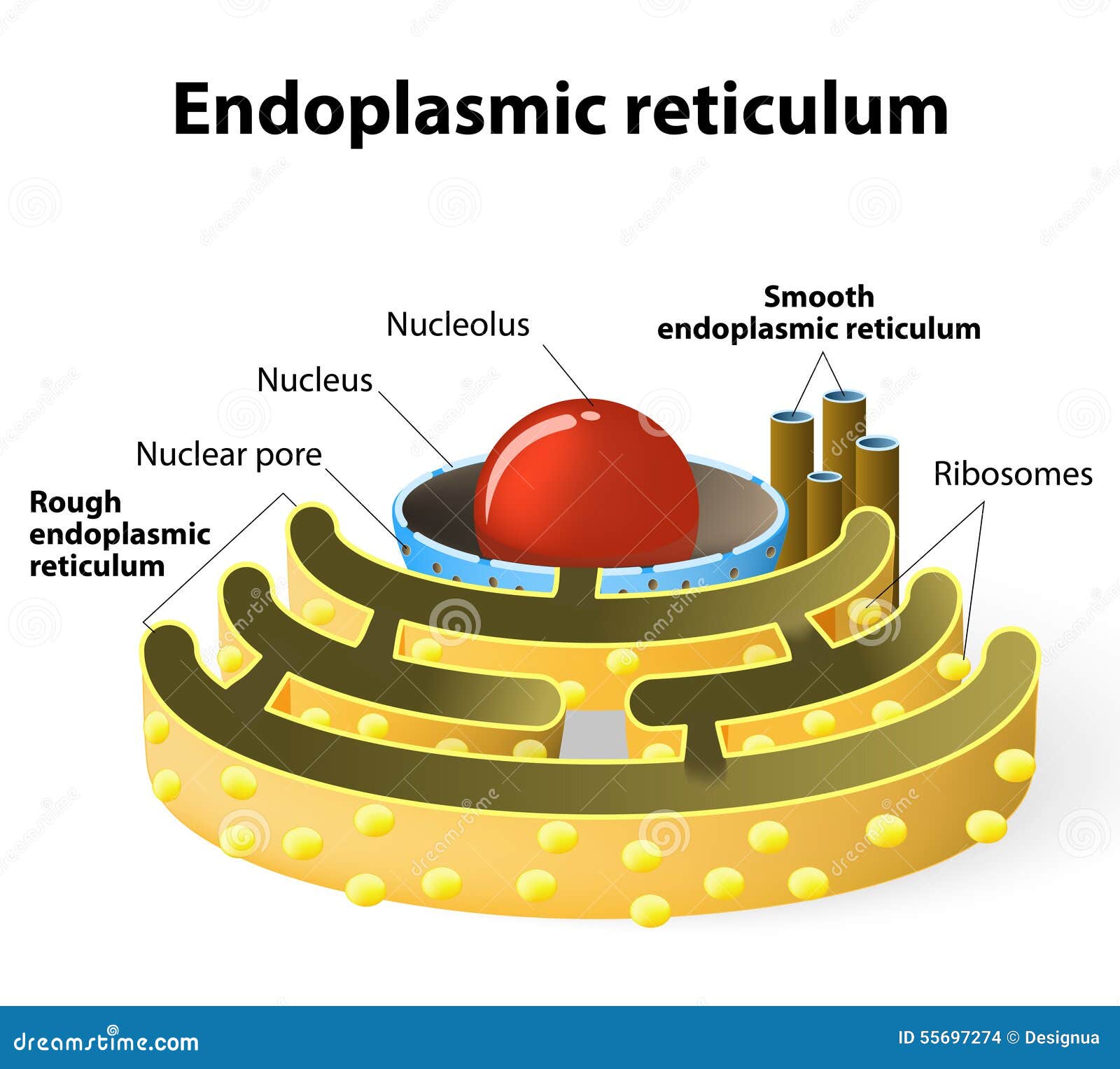 Réticulum Endoplasmique Des Cellules Animales Système Endo Lysosomal